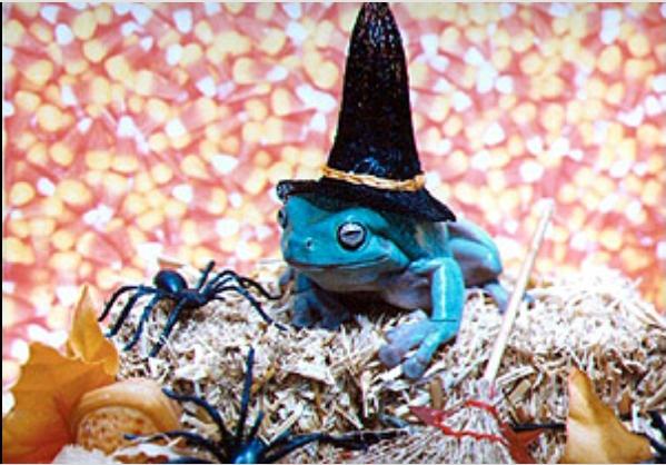 Spooktober time | Scrolller