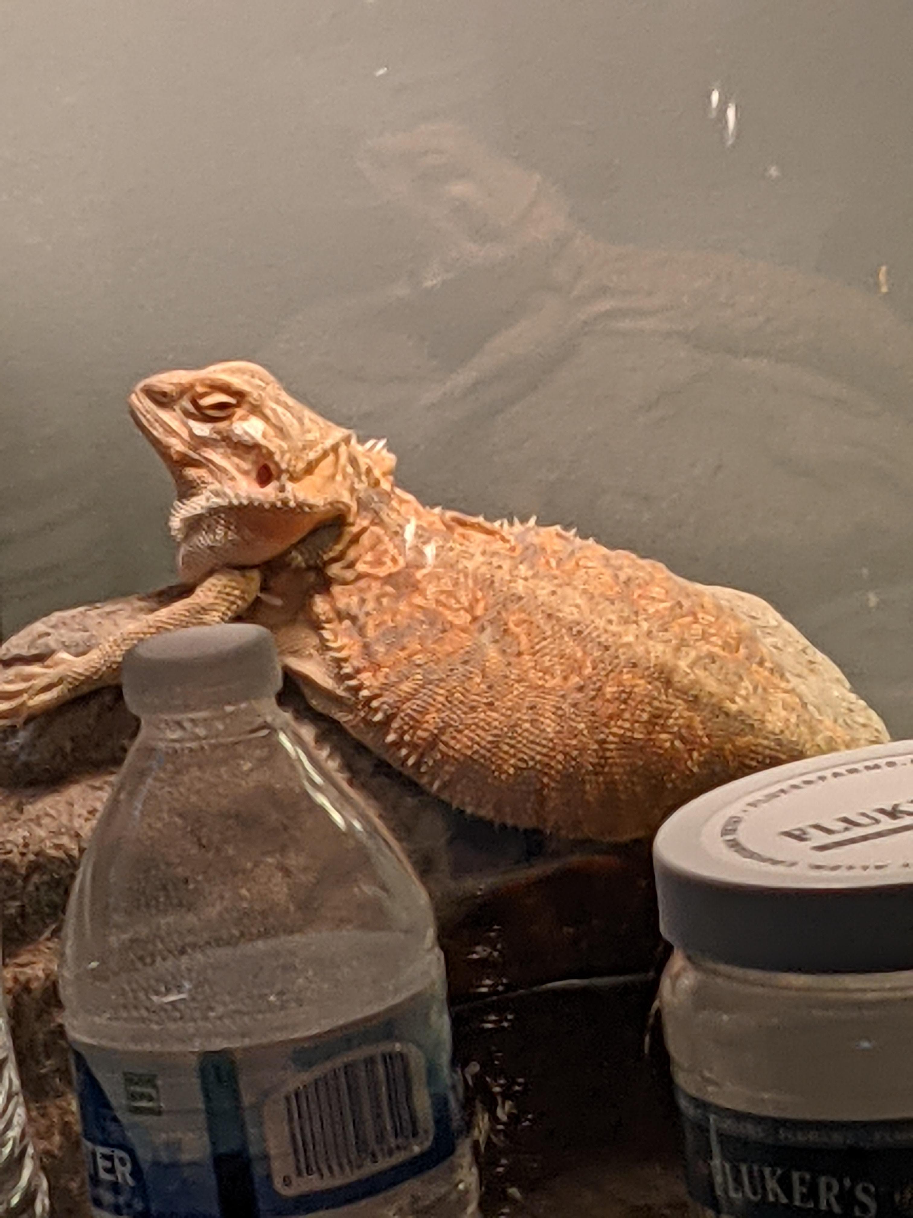 Spoon UwU | Scrolller