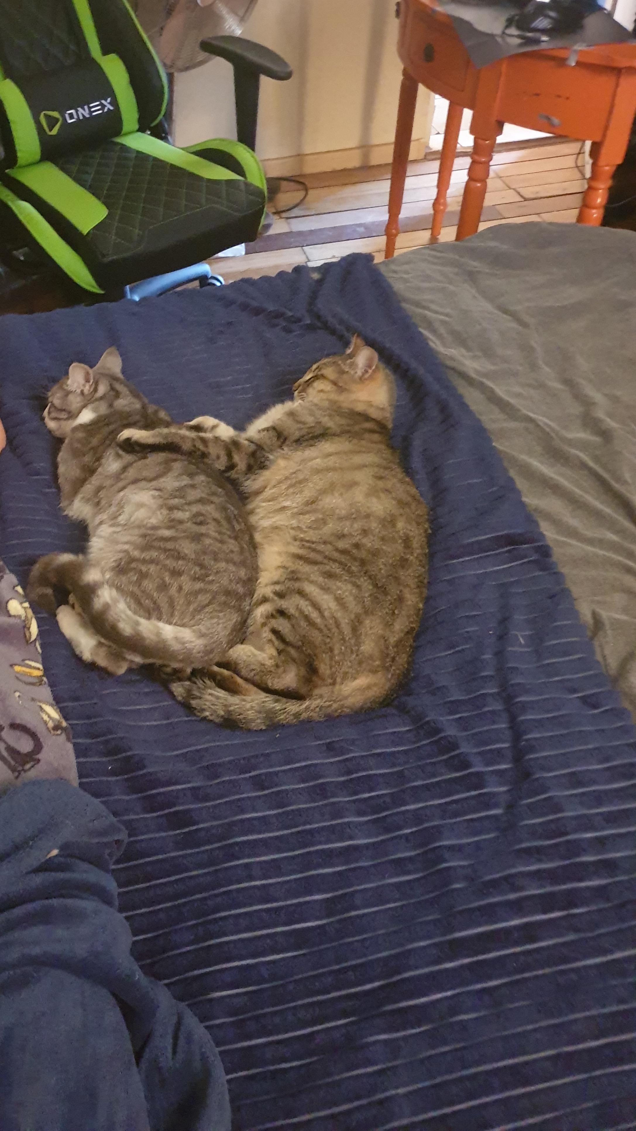 Spooning buddies | Scrolller