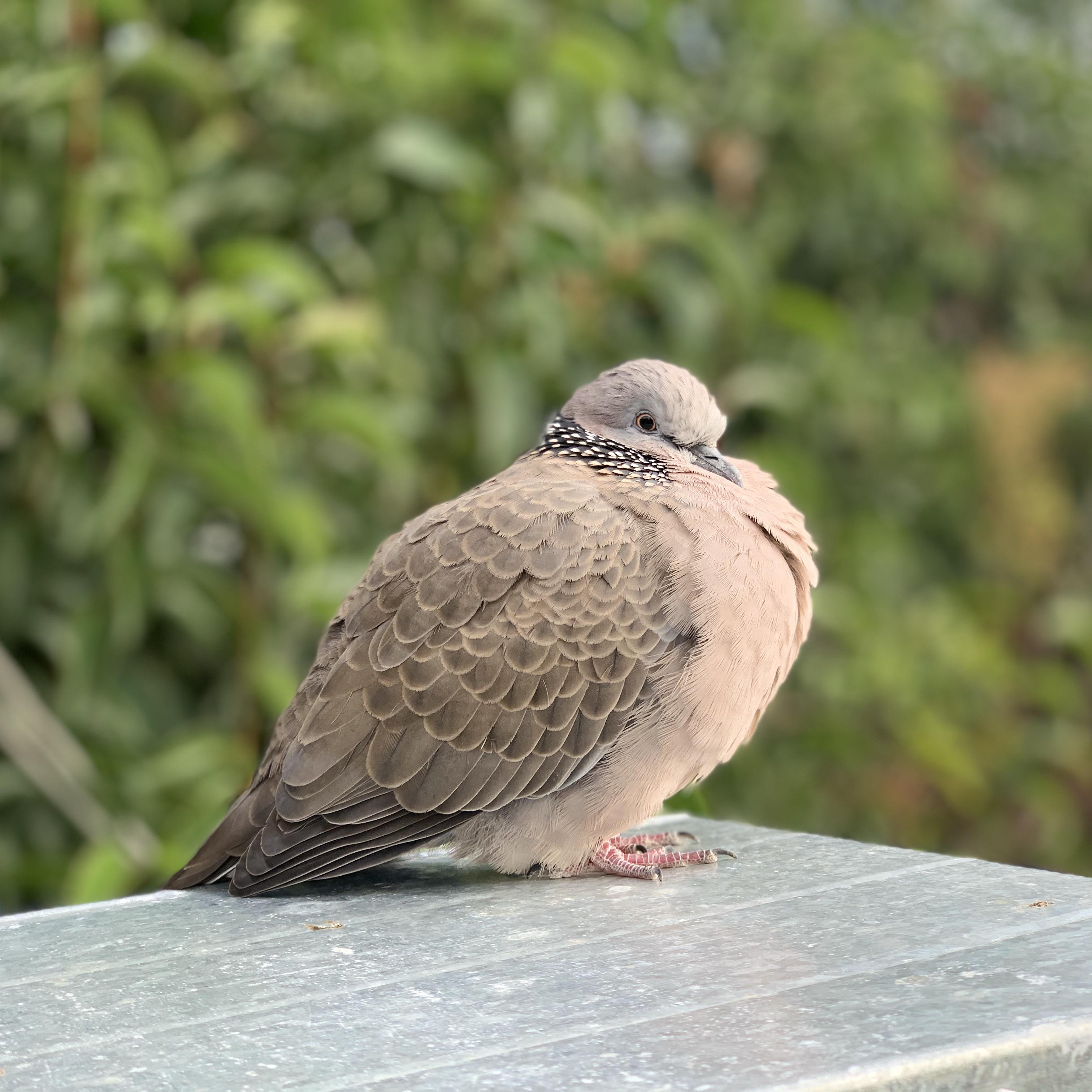 Spotted borb | Scrolller