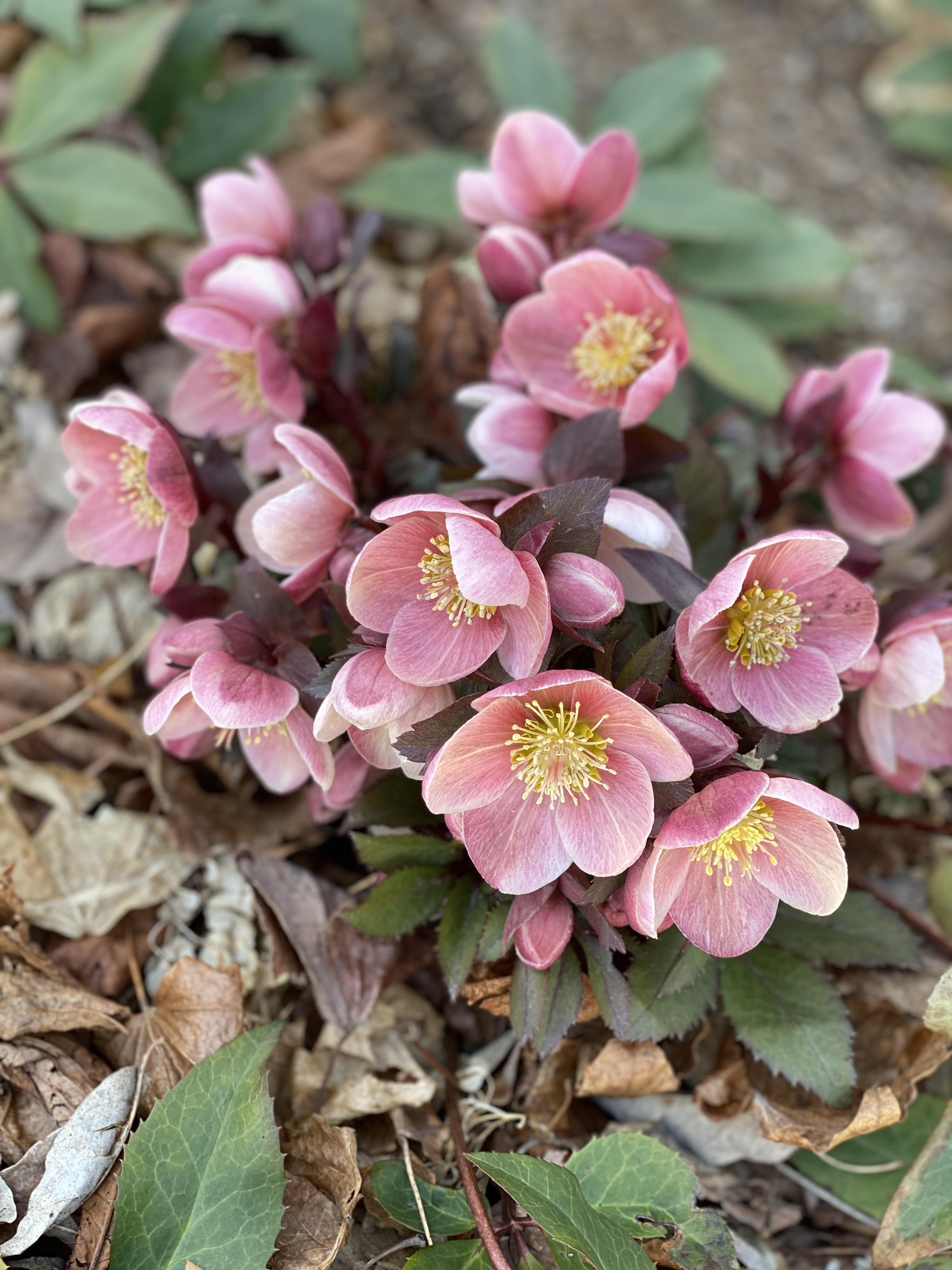 Spring bloom!!!! | Scrolller