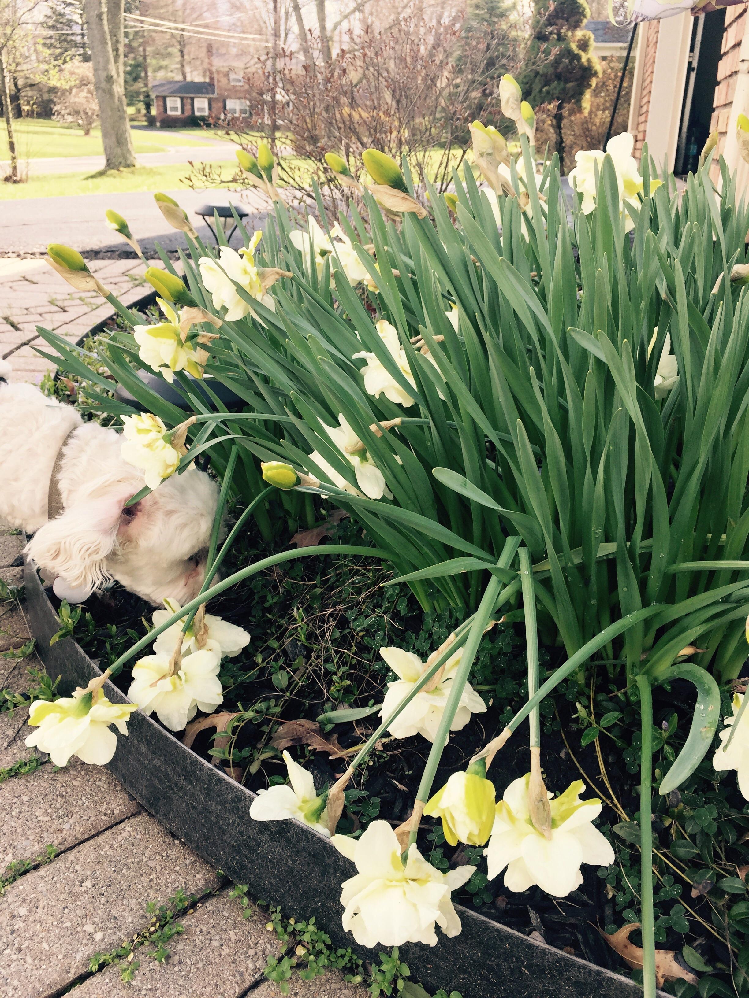 Spring Sniffing | Scrolller