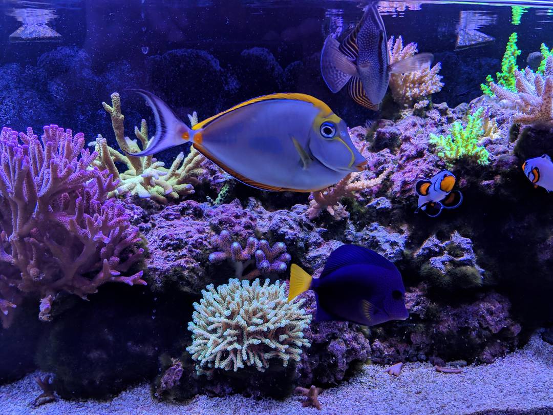 SPS reef tank with tangs | Scrolller