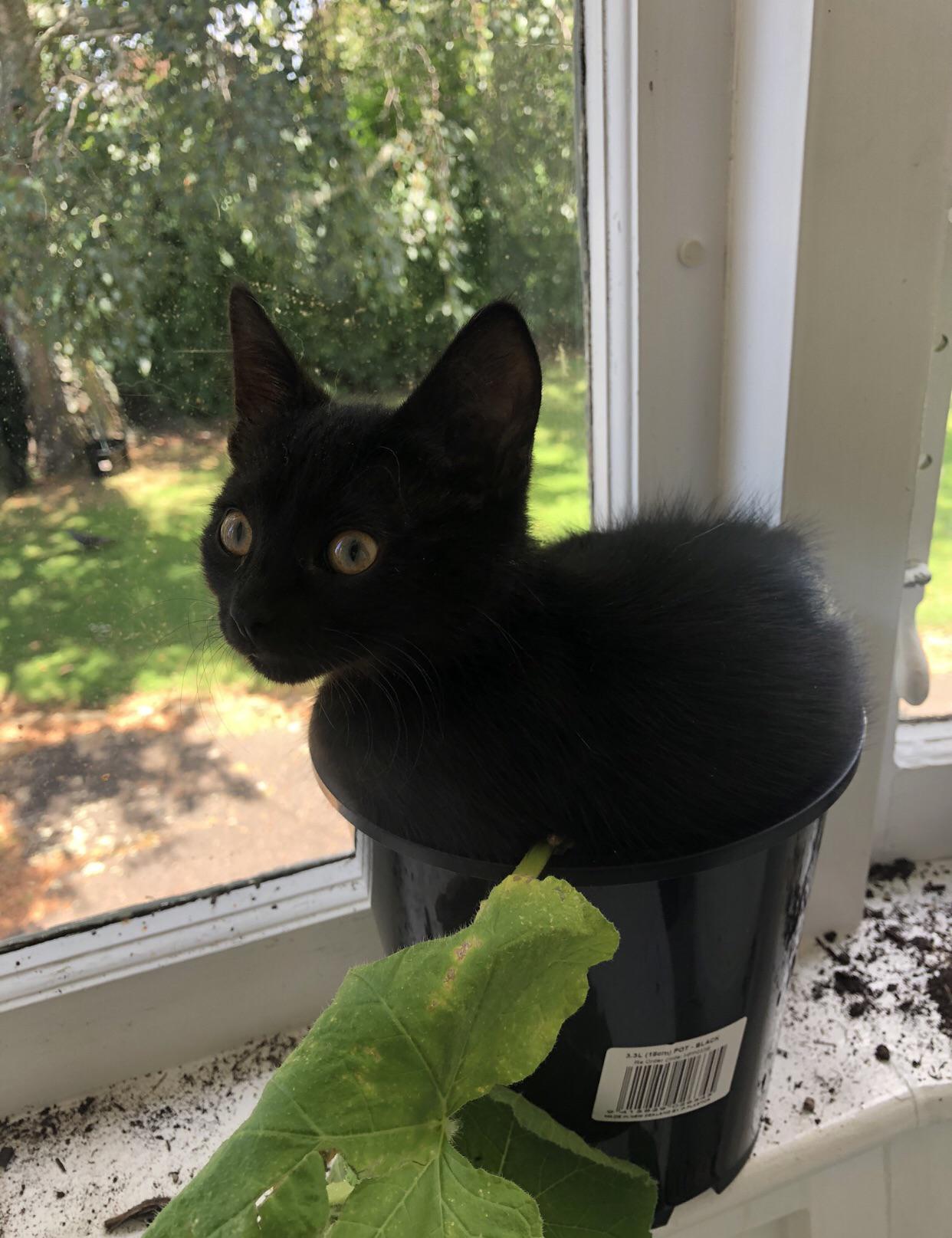 Squashed squash | Scrolller