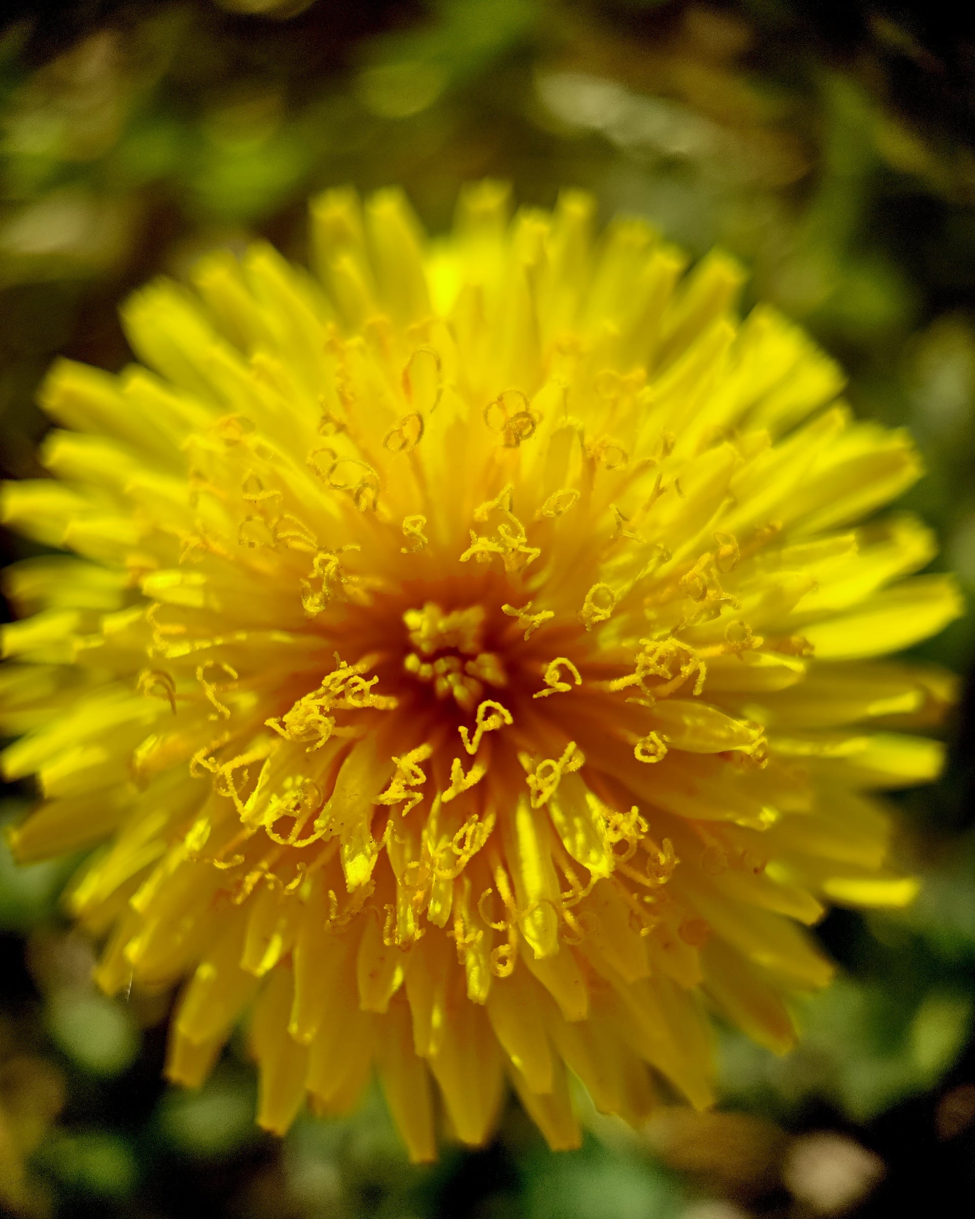 Squiggly dandelion | Scrolller