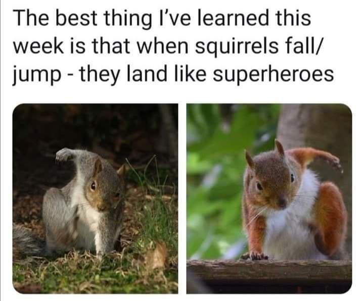 Squirrels | Scrolller