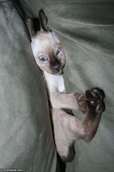 squished kitty | Scrolller