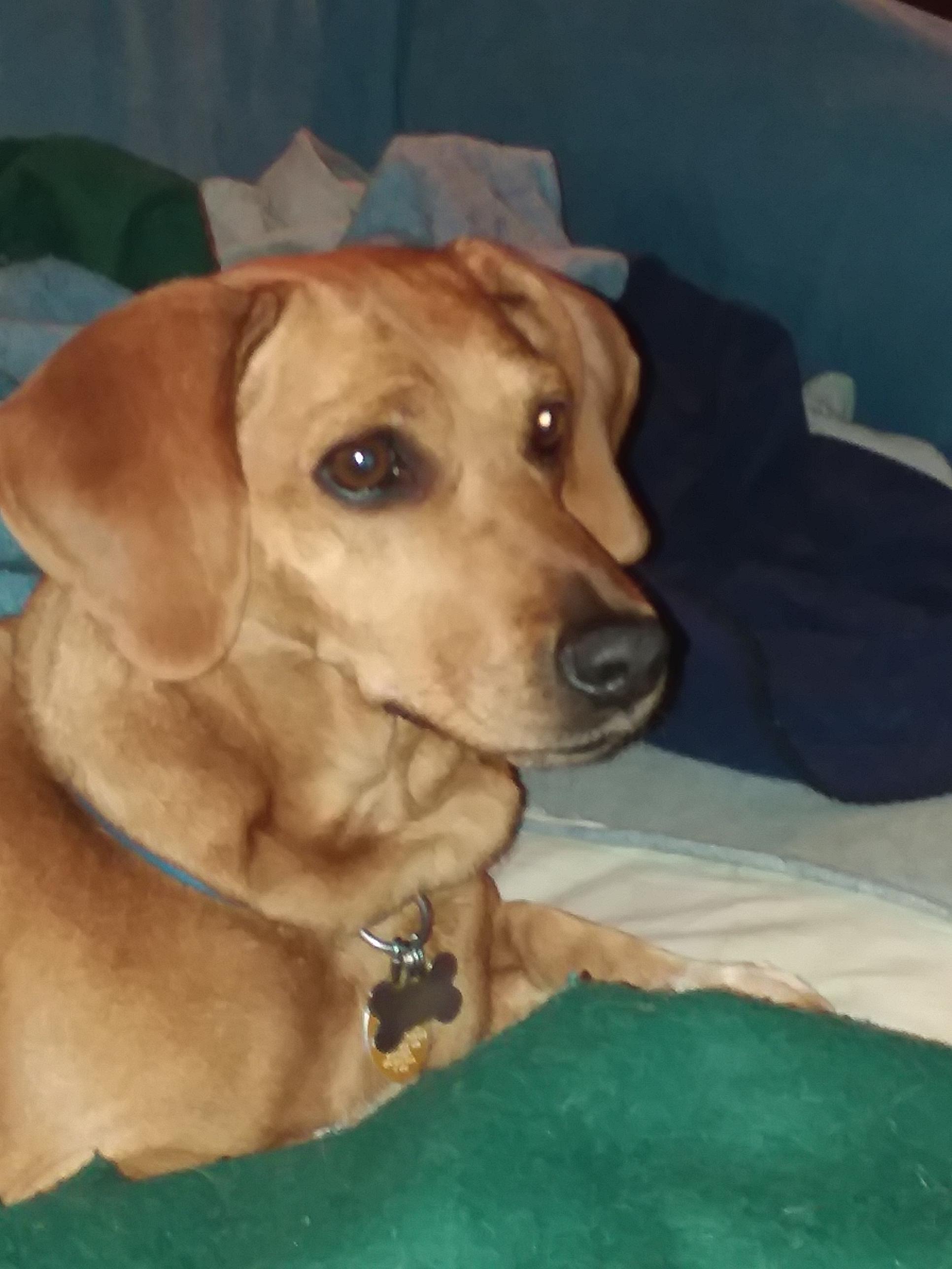 Squishy neck pupper | Scrolller