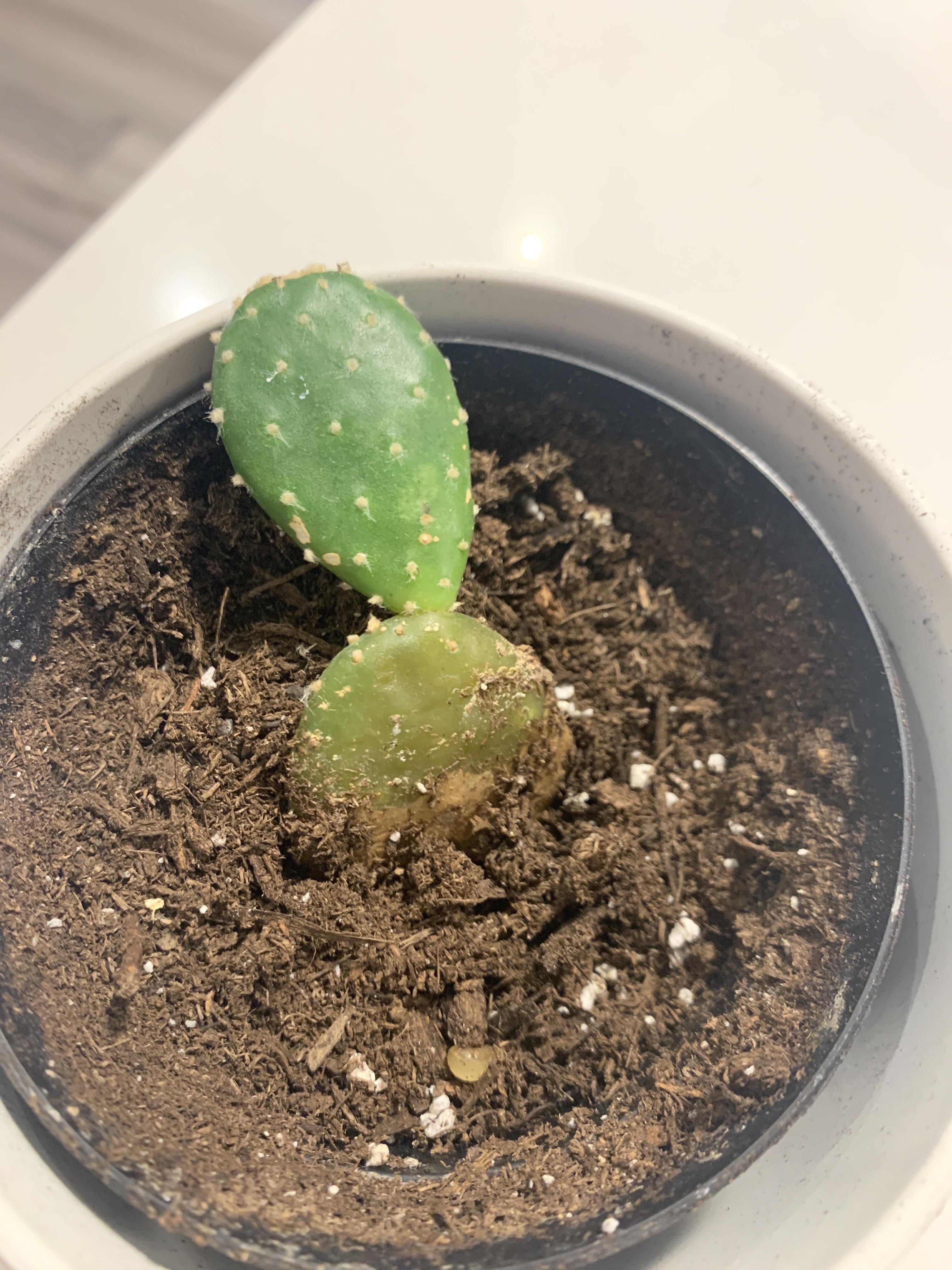 Squishy translucent looking bunny ear cactus. Upper piece still firm and opaque. Treatable ...