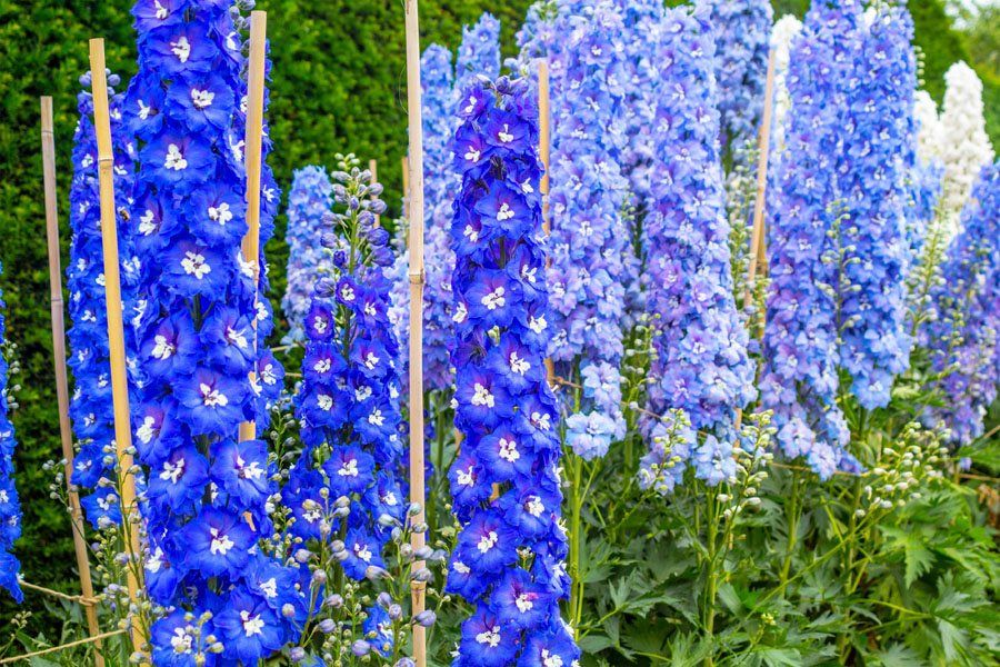 Staked Delphiniums Blue | Scrolller