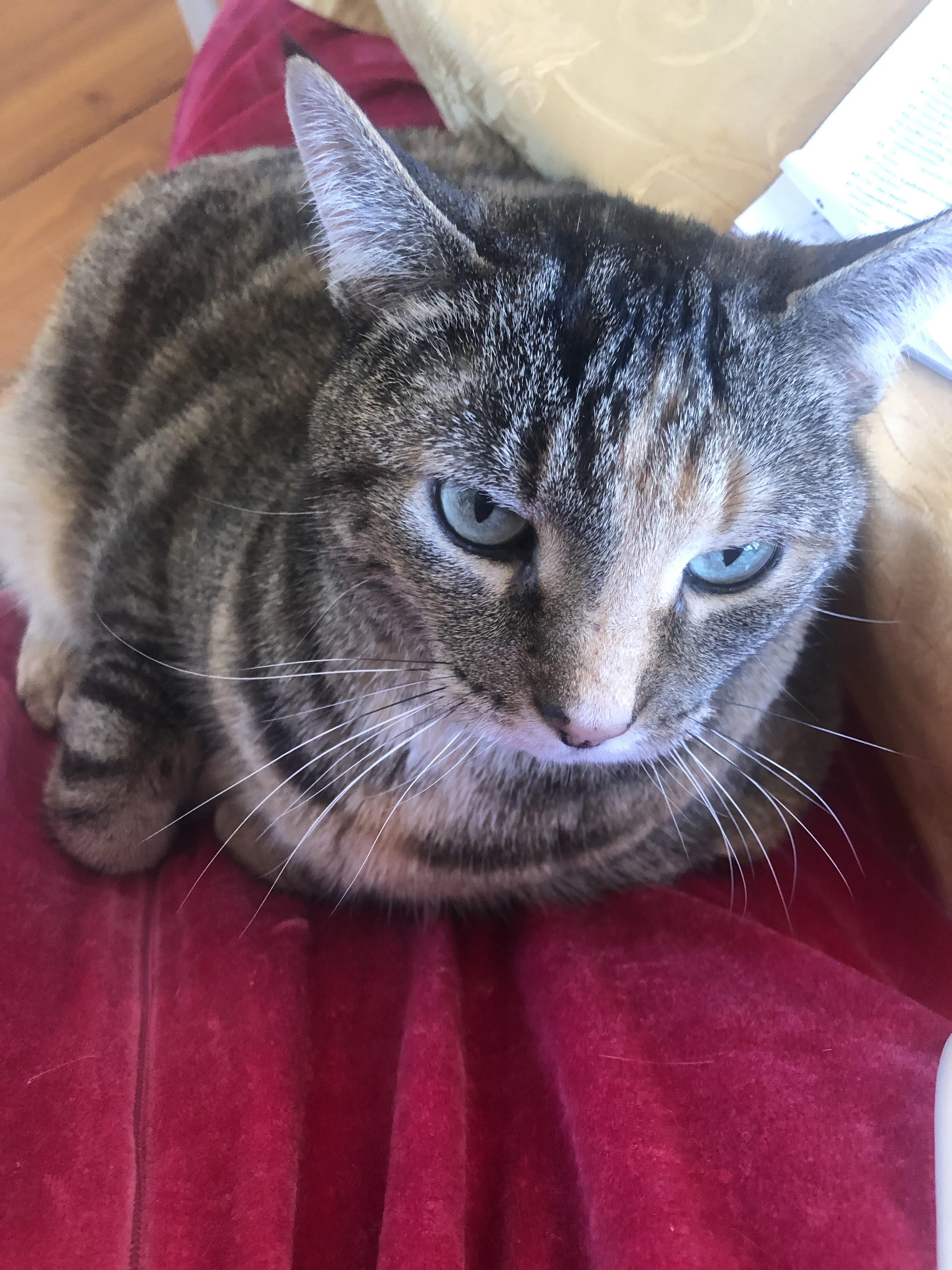 Standard curled arm loaf 🍞 | Scrolller