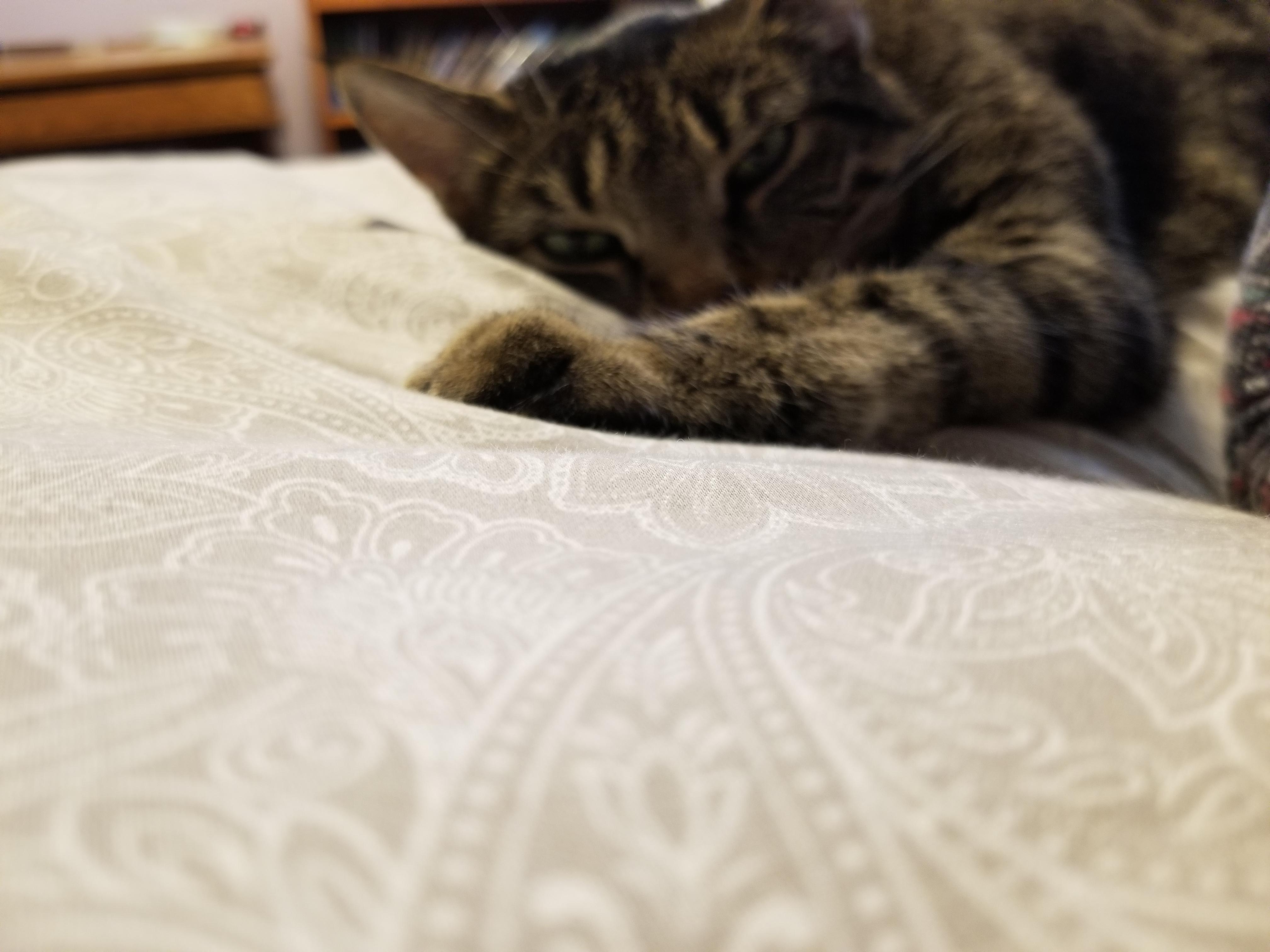 Standard issue bed warmer. | Scrolller