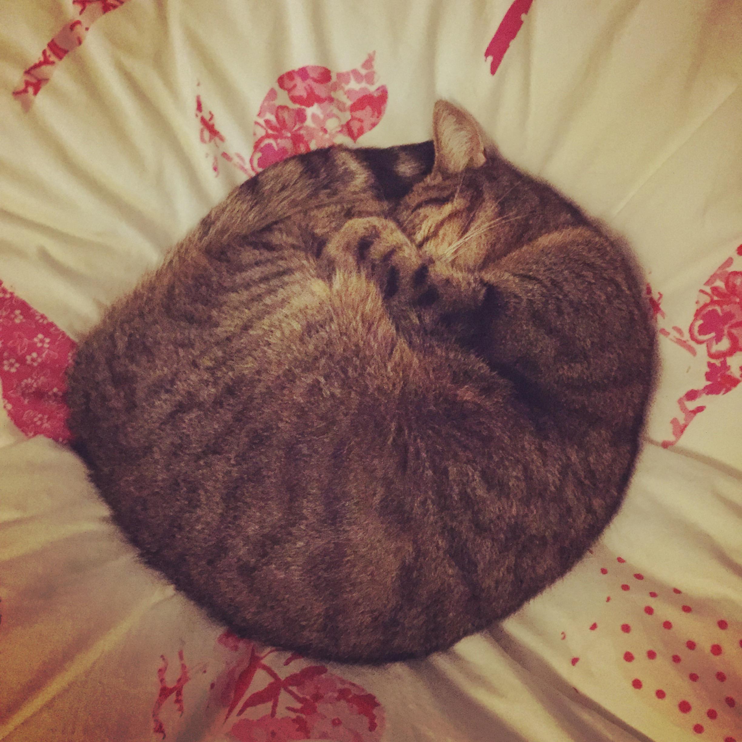 Standard Issue Cat Donut | Scrolller
