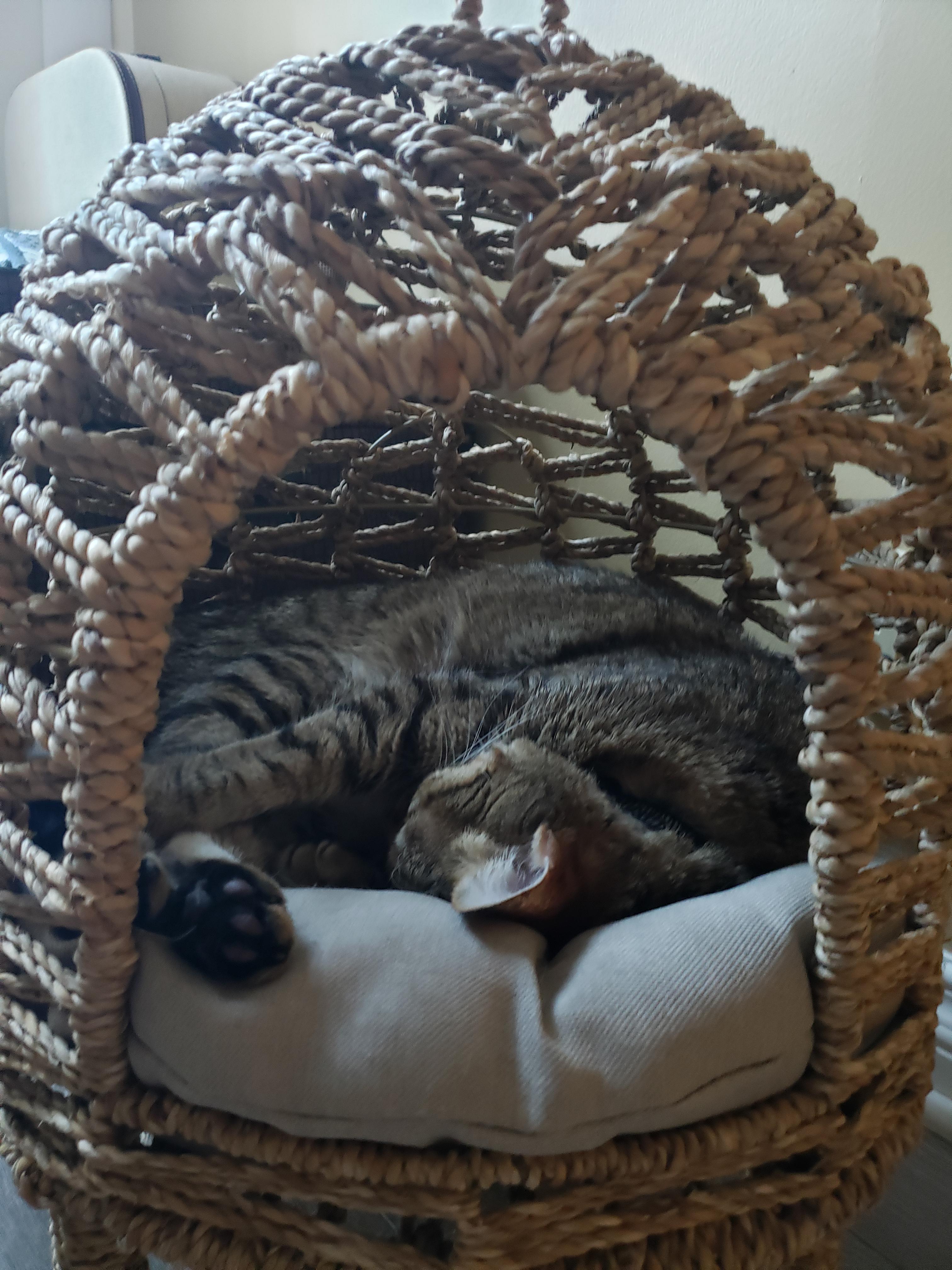 Standard Issue Cat ™ is charging in his new upgraded docking port | Scrolller