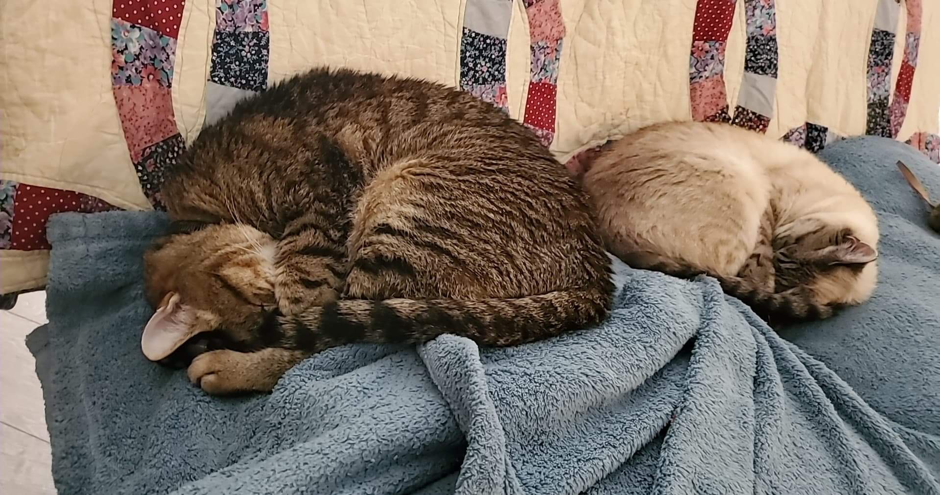 Standard Issue Cat shrimp and his sister the Siamese bun | Scrolller