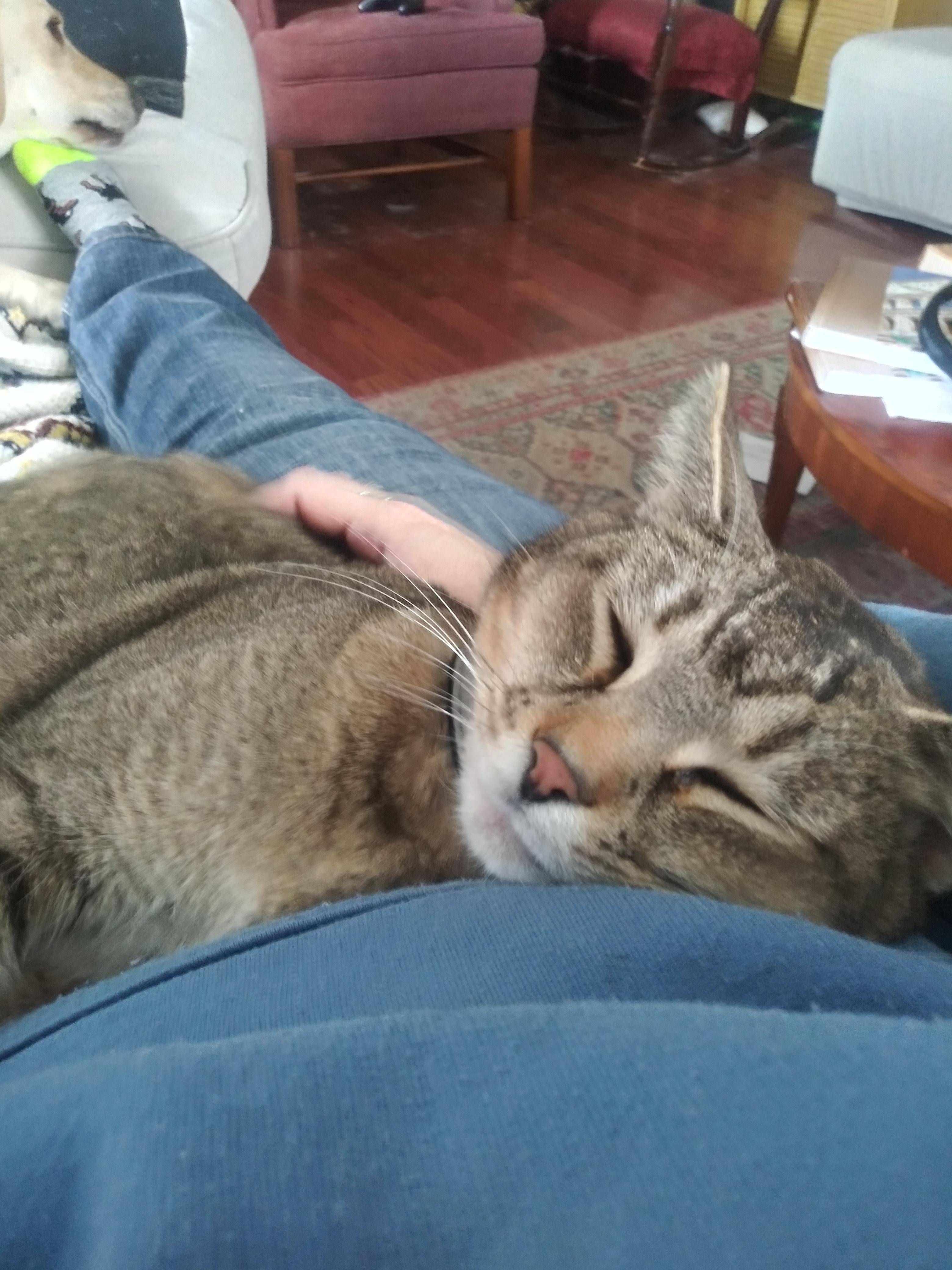 Standard Issue Gets his Scritches | Scrolller