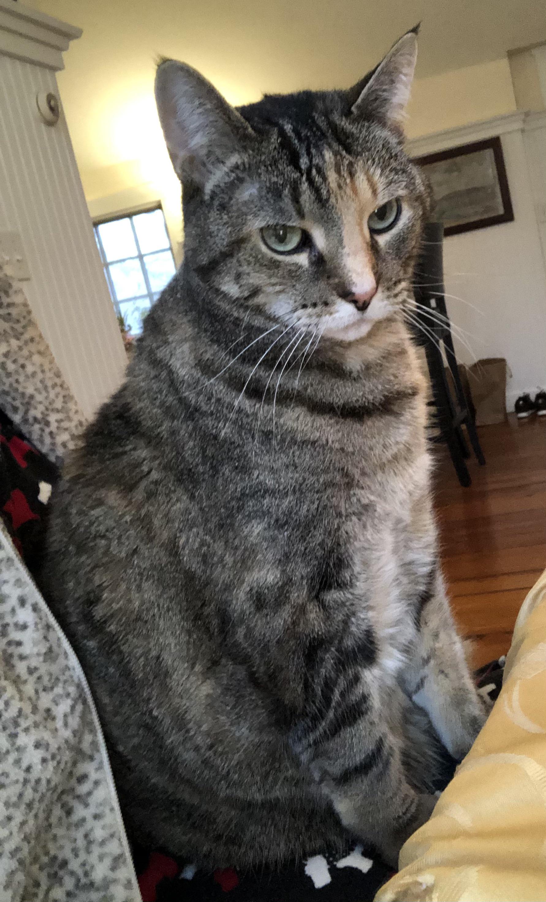 Standard Issue Grump | Scrolller