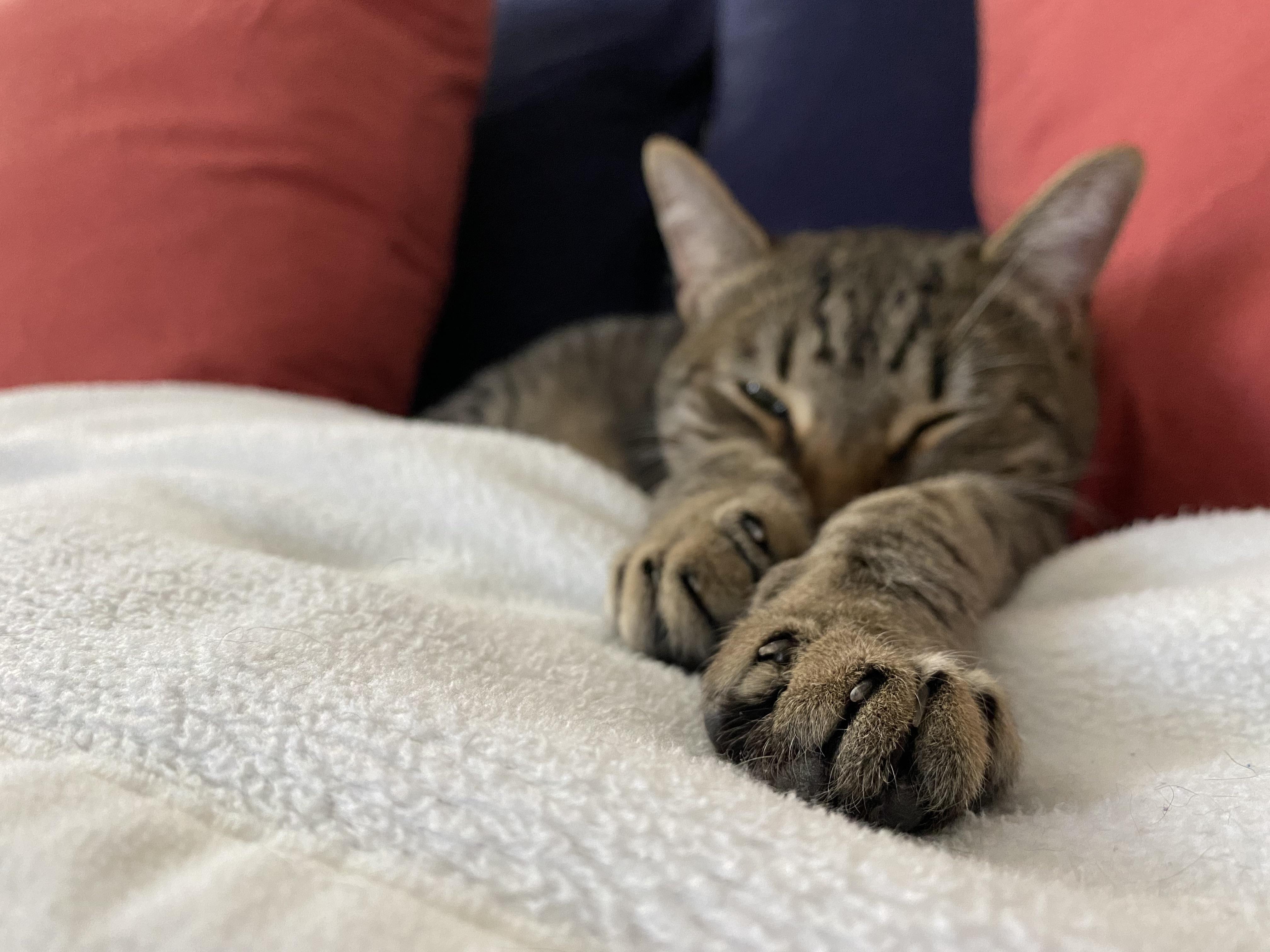 Standard Issue Murder Mittenz | Scrolller