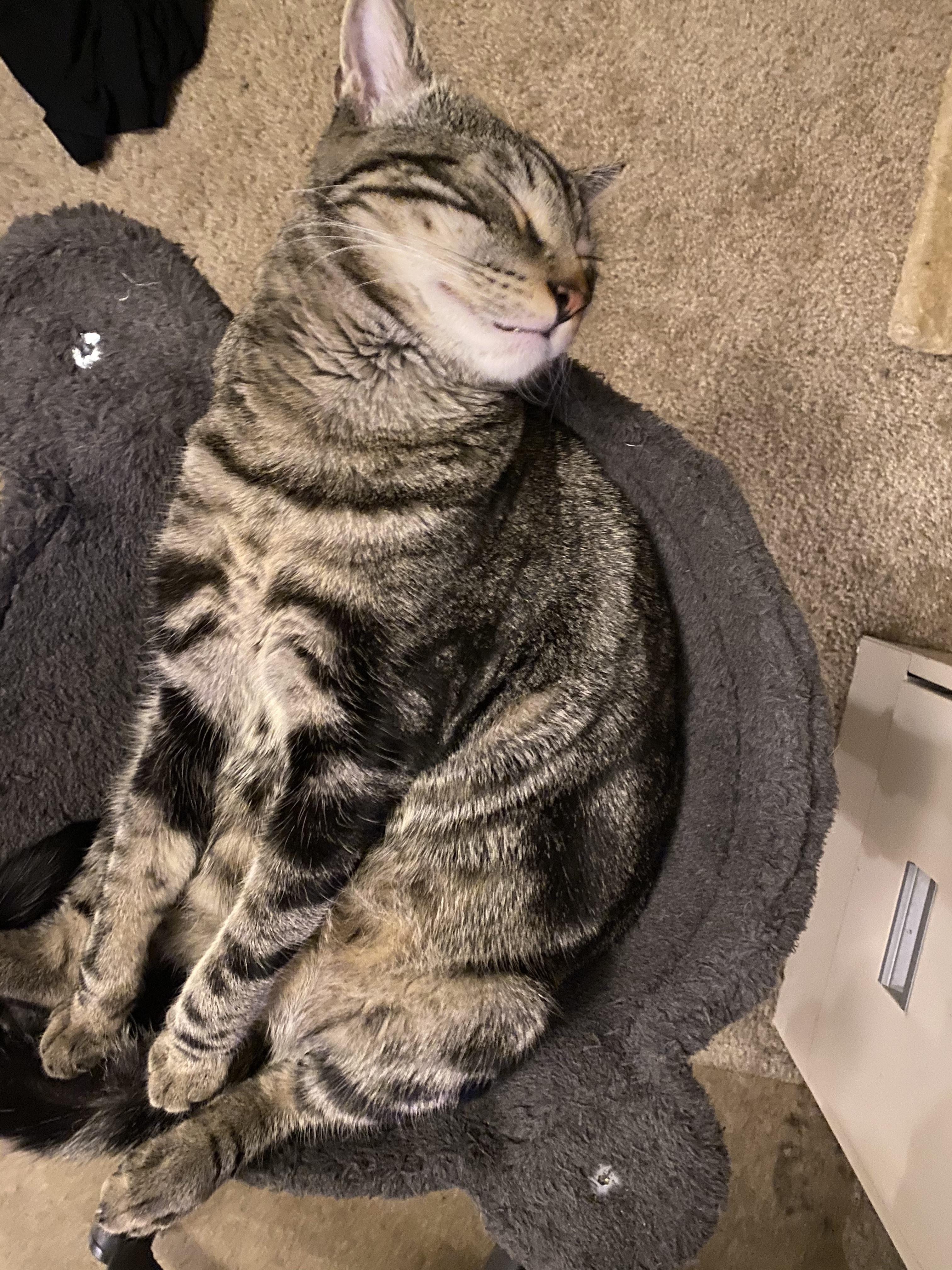 Standard issue sleepy boy, he’s got many “proper” poses | Scrolller