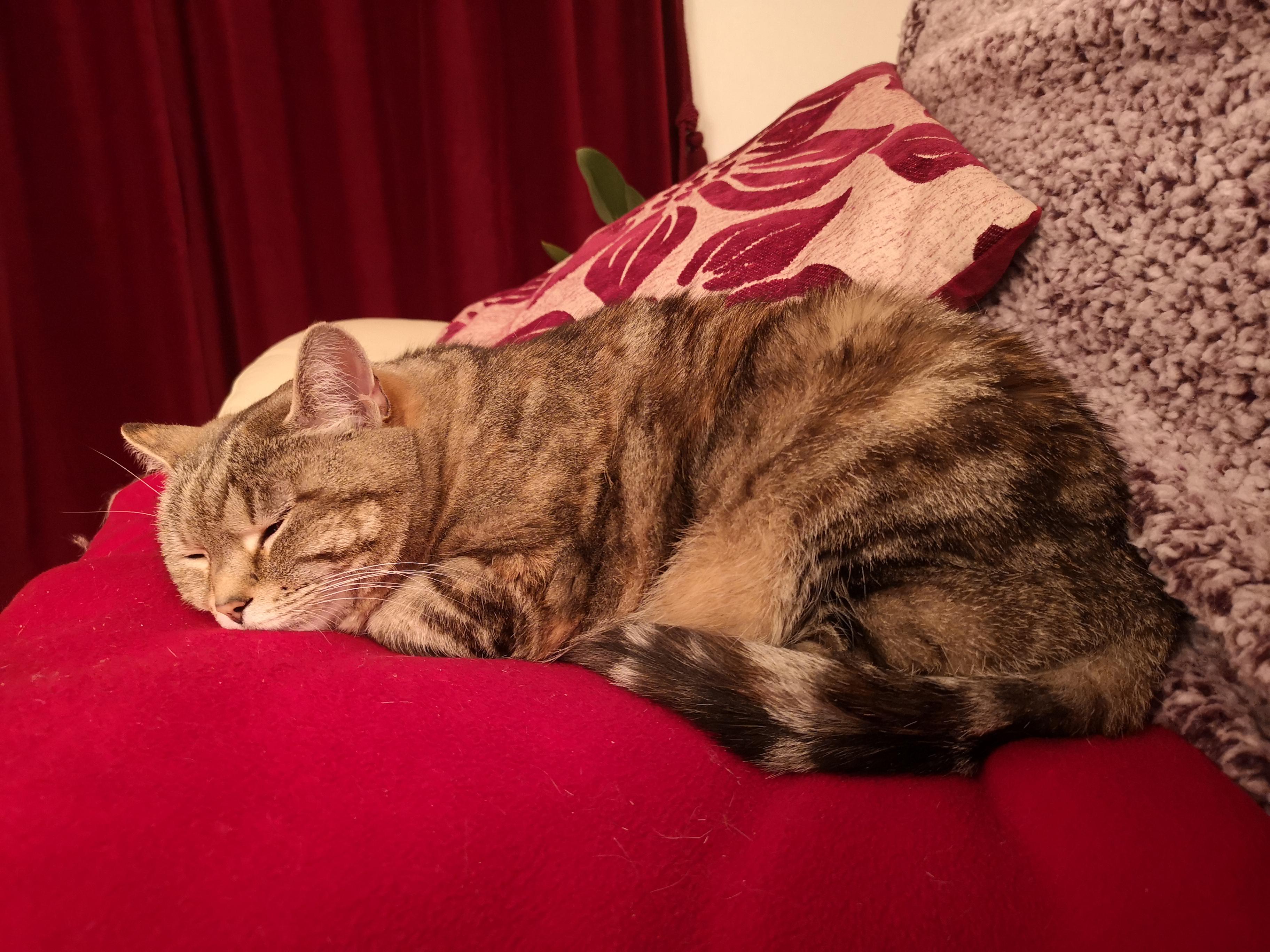 Standard Issue Sweet Dreams | Scrolller