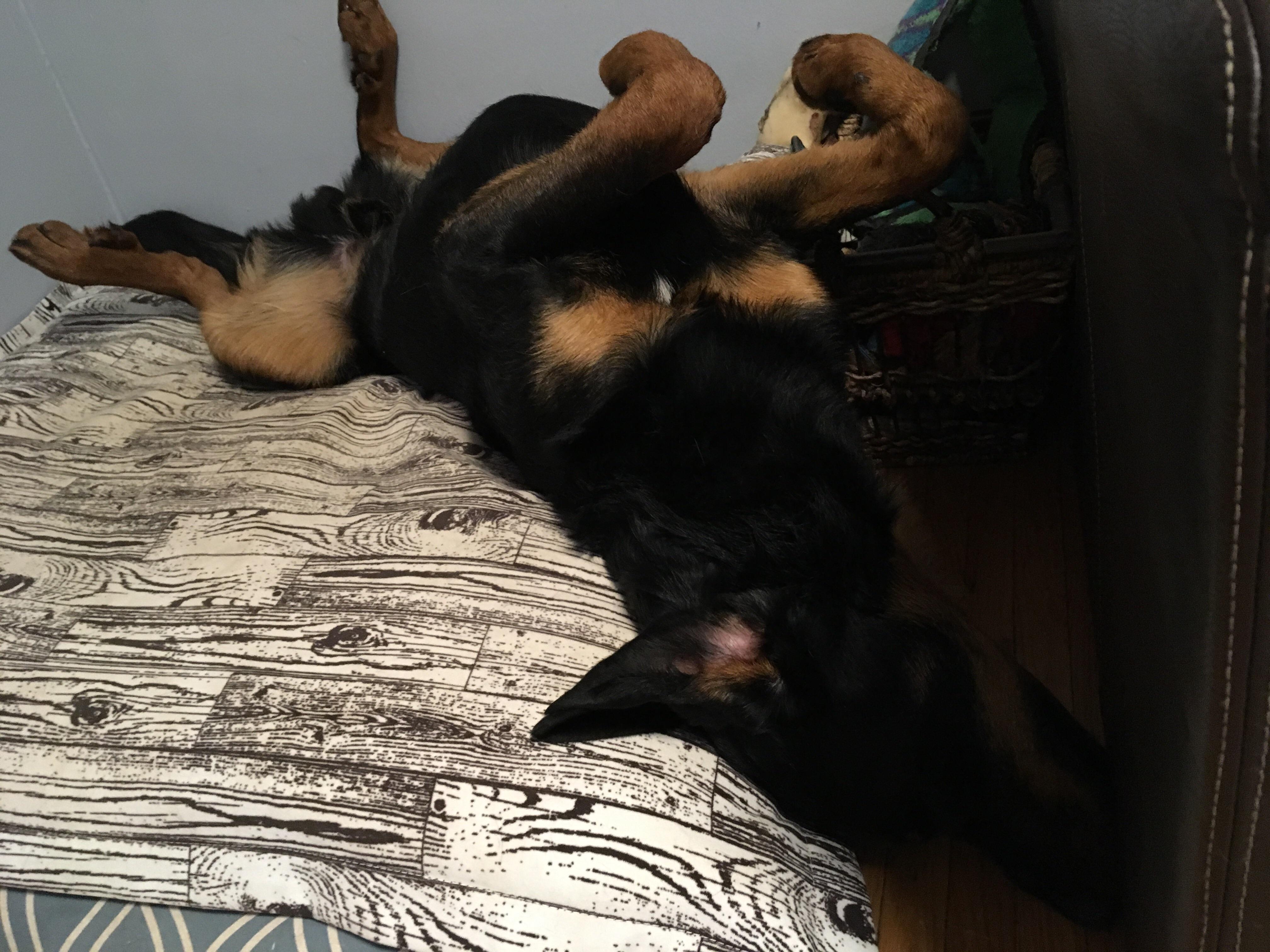 Standard sleeping position. | Scrolller