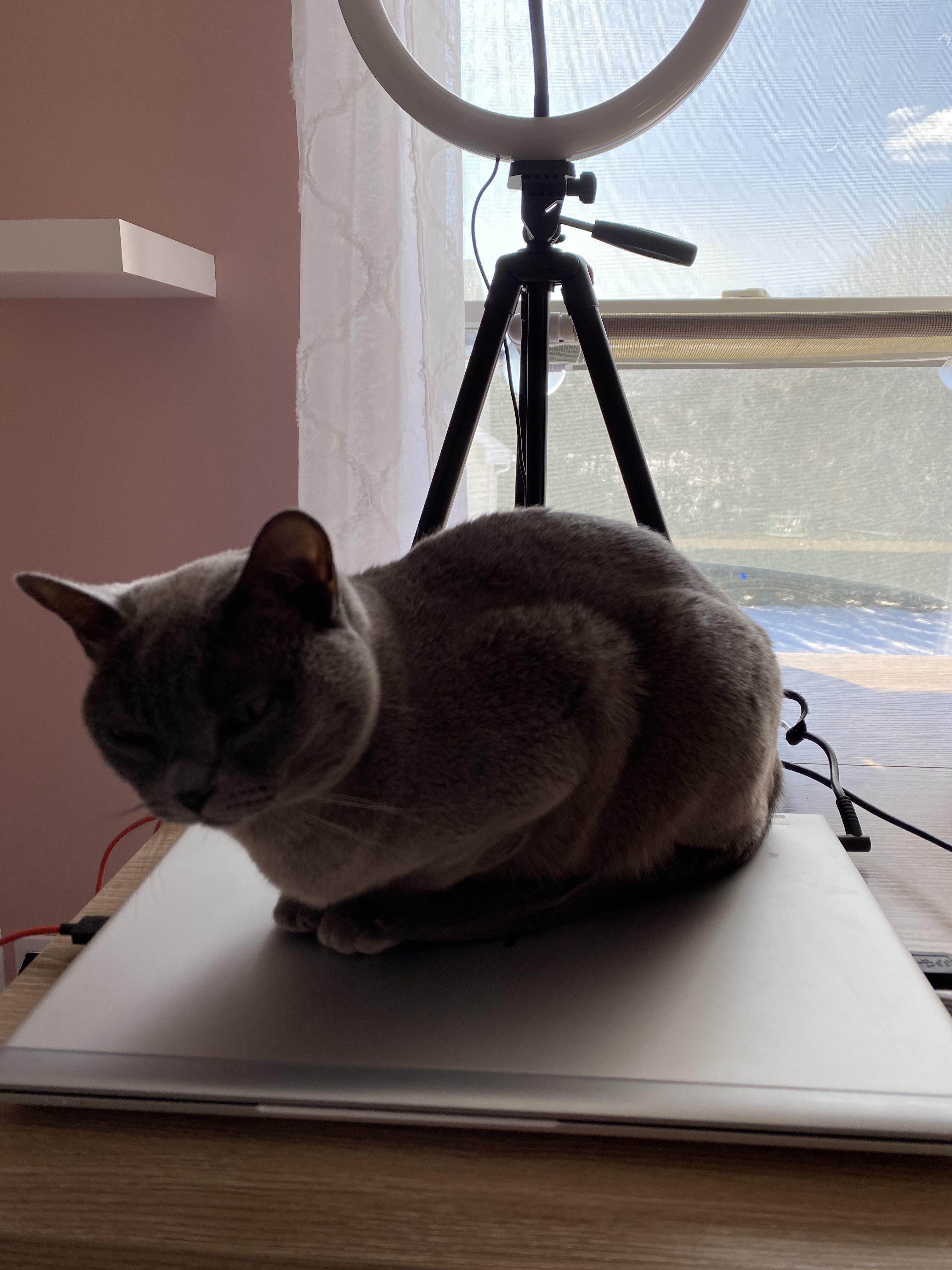 Standard zoom/work from home loaf | Scrolller