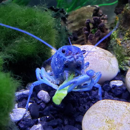 Stanley loves green beans! | Scrolller