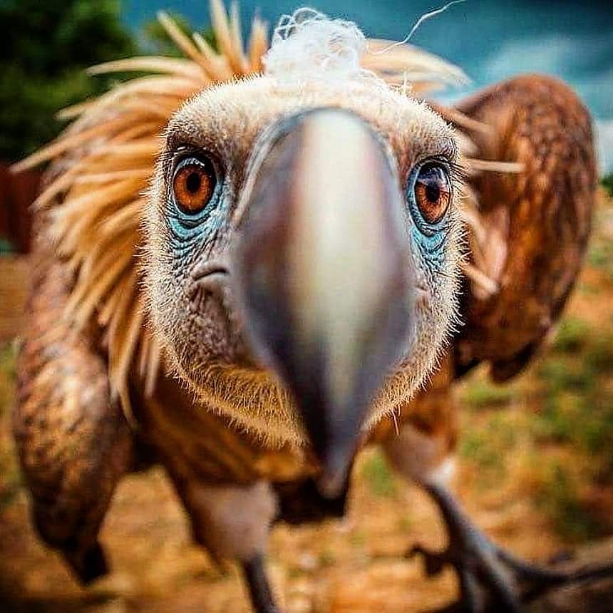 Stare bird | Scrolller