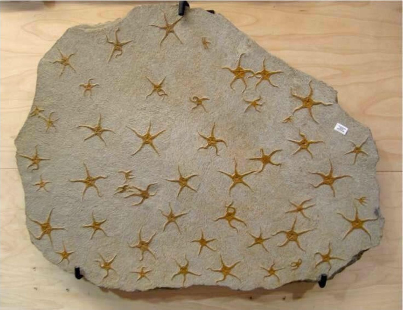 Starfish make cool fossils | Scrolller