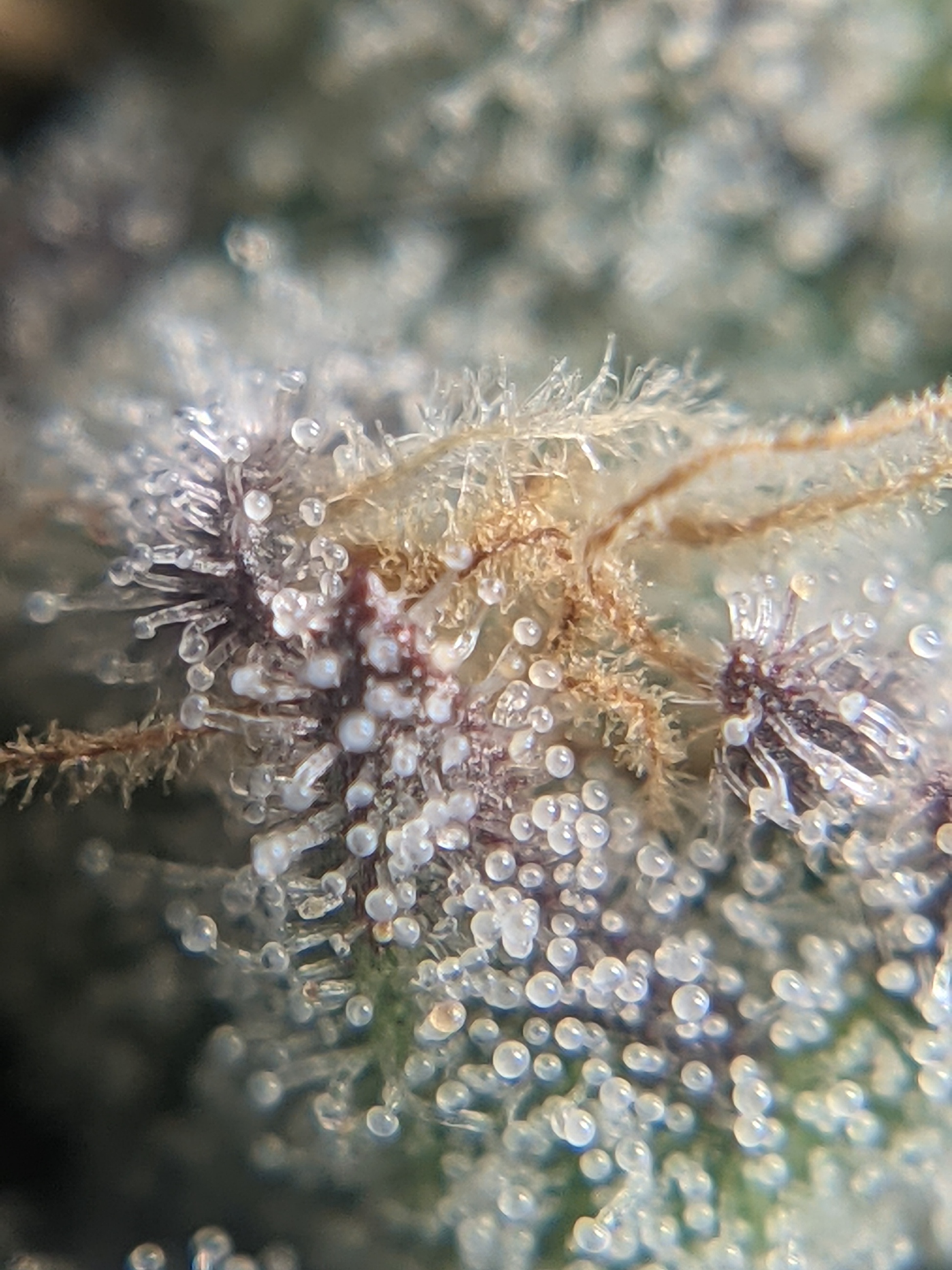 Start flushing? | Scrolller