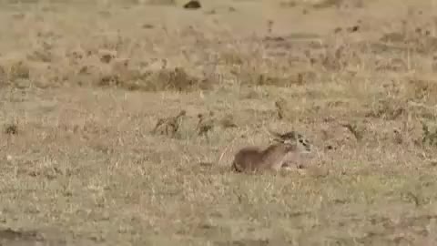 Stealth Kill: Cheetah taking a young gazelle...... | Scrolller
