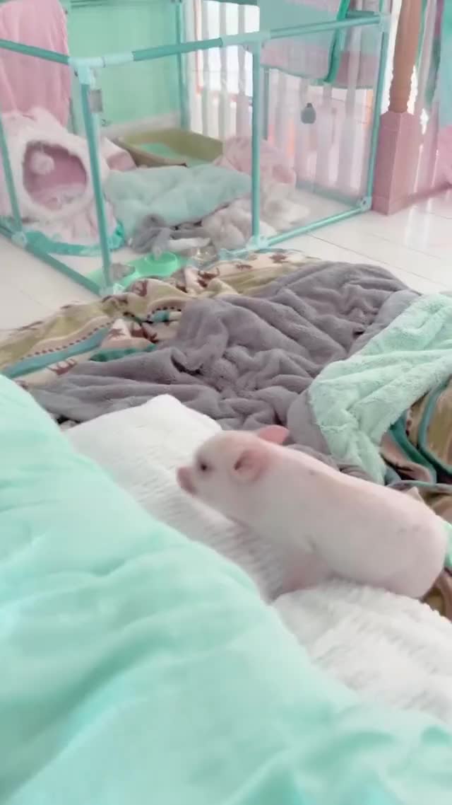 Stealthy pig showing off her pounce | Scrolller