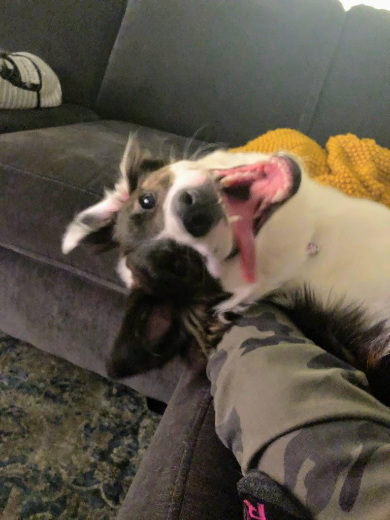 Stella being a derp | Scrolller