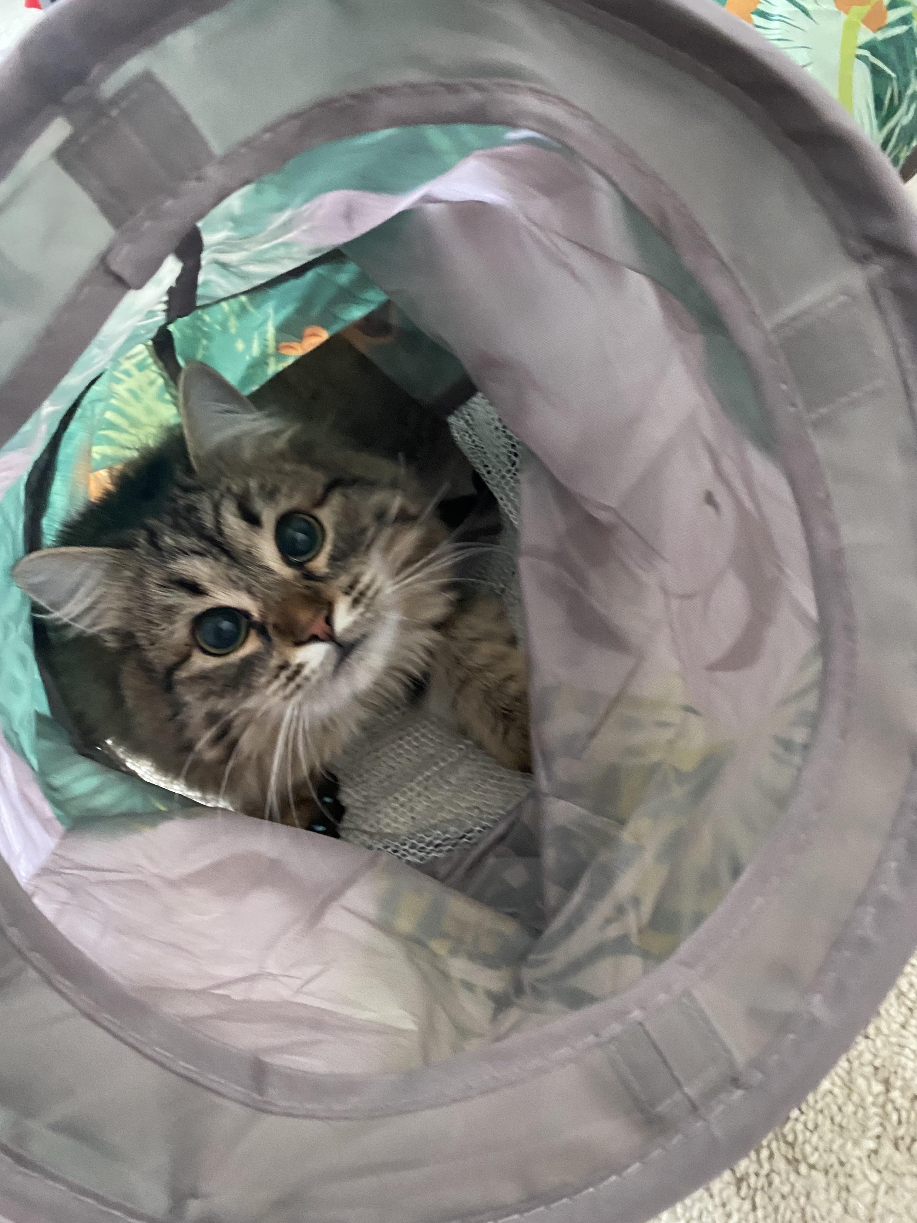 Steve French Deep Inside His Tunnel | Scrolller