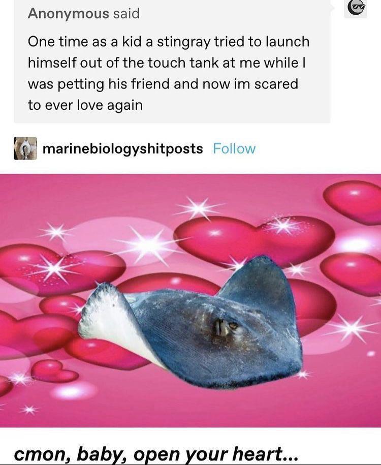 Stingray trauma | Scrolller