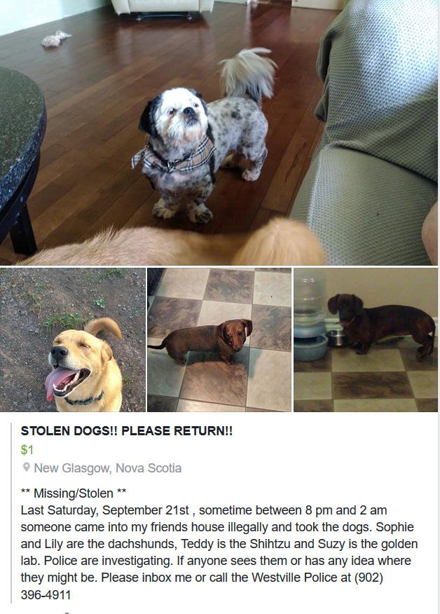 STOLEN DOGS! Help Us Get The Good Bois (and girls) Home... | Scrolller