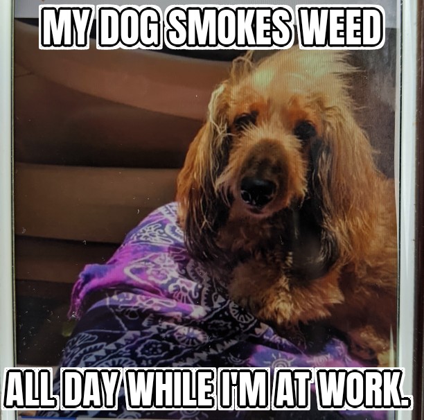 Stoner pup | Scrolller