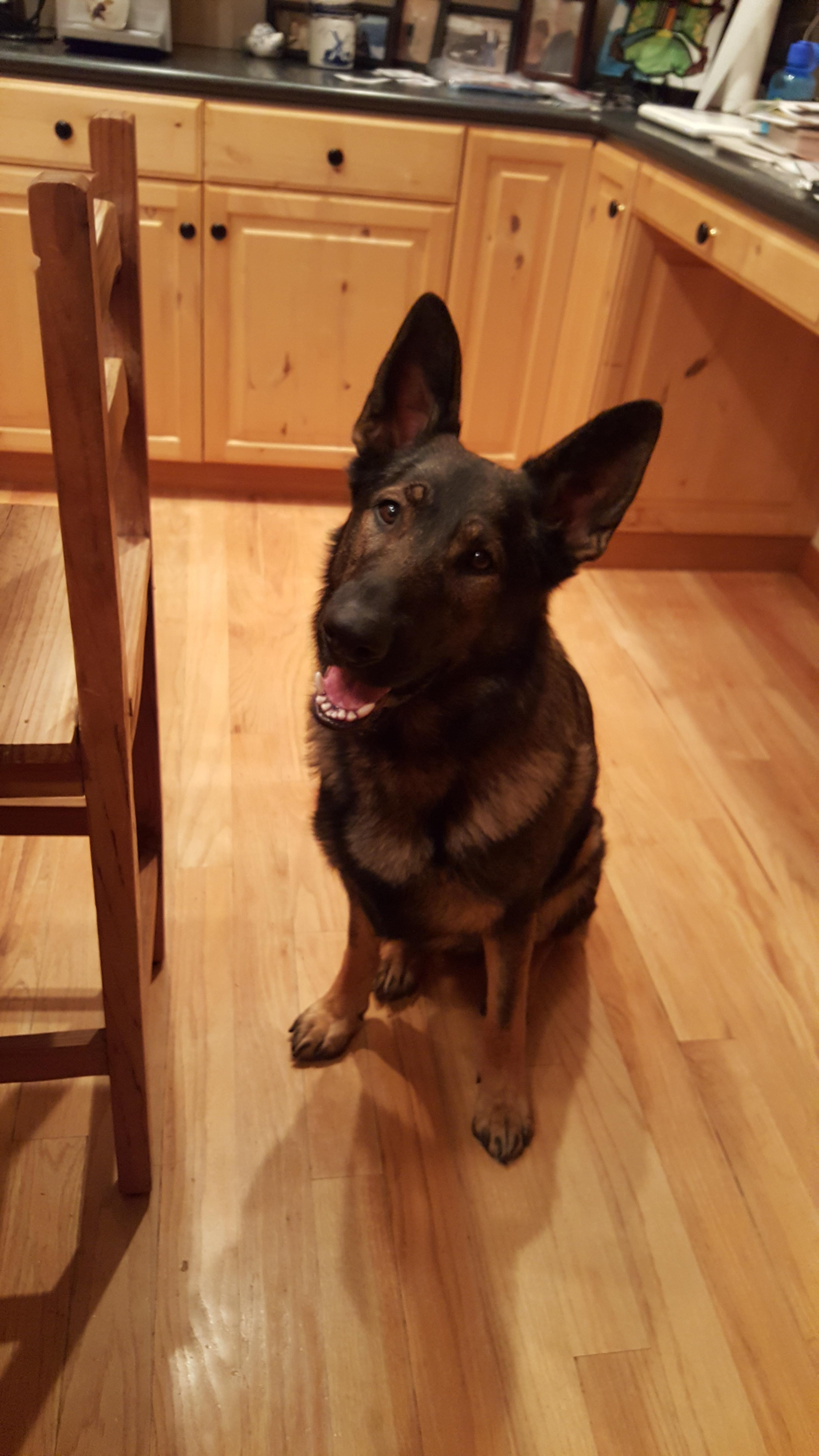 Stop begging, Max! | Scrolller