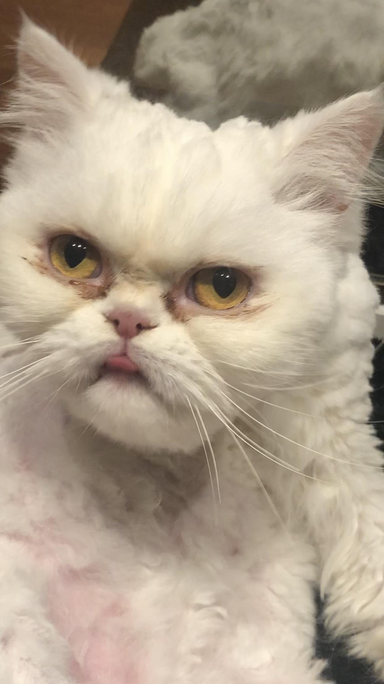 Stop Looking At Hentai Look At This Cute Cat Scrolller