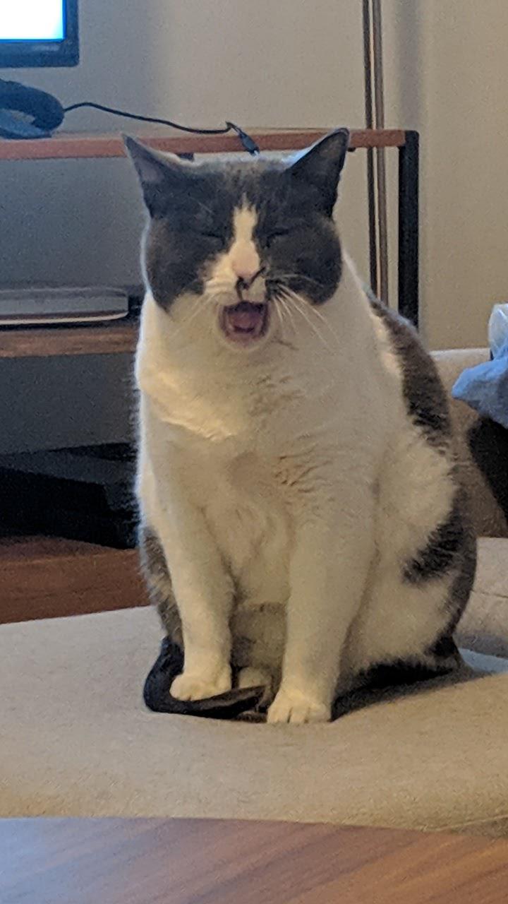 Strongly voicing disagreement | Scrolller