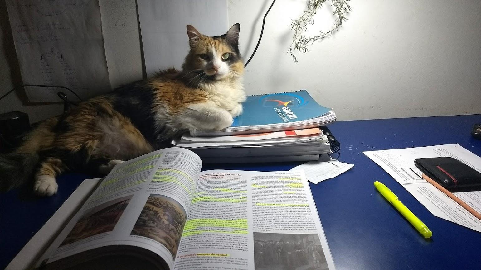 Study buddy | Scrolller