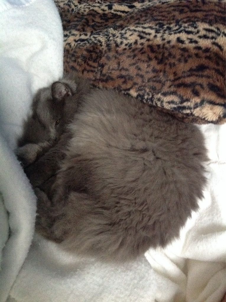 Stumbled across my older cat sleeping... | Scrolller