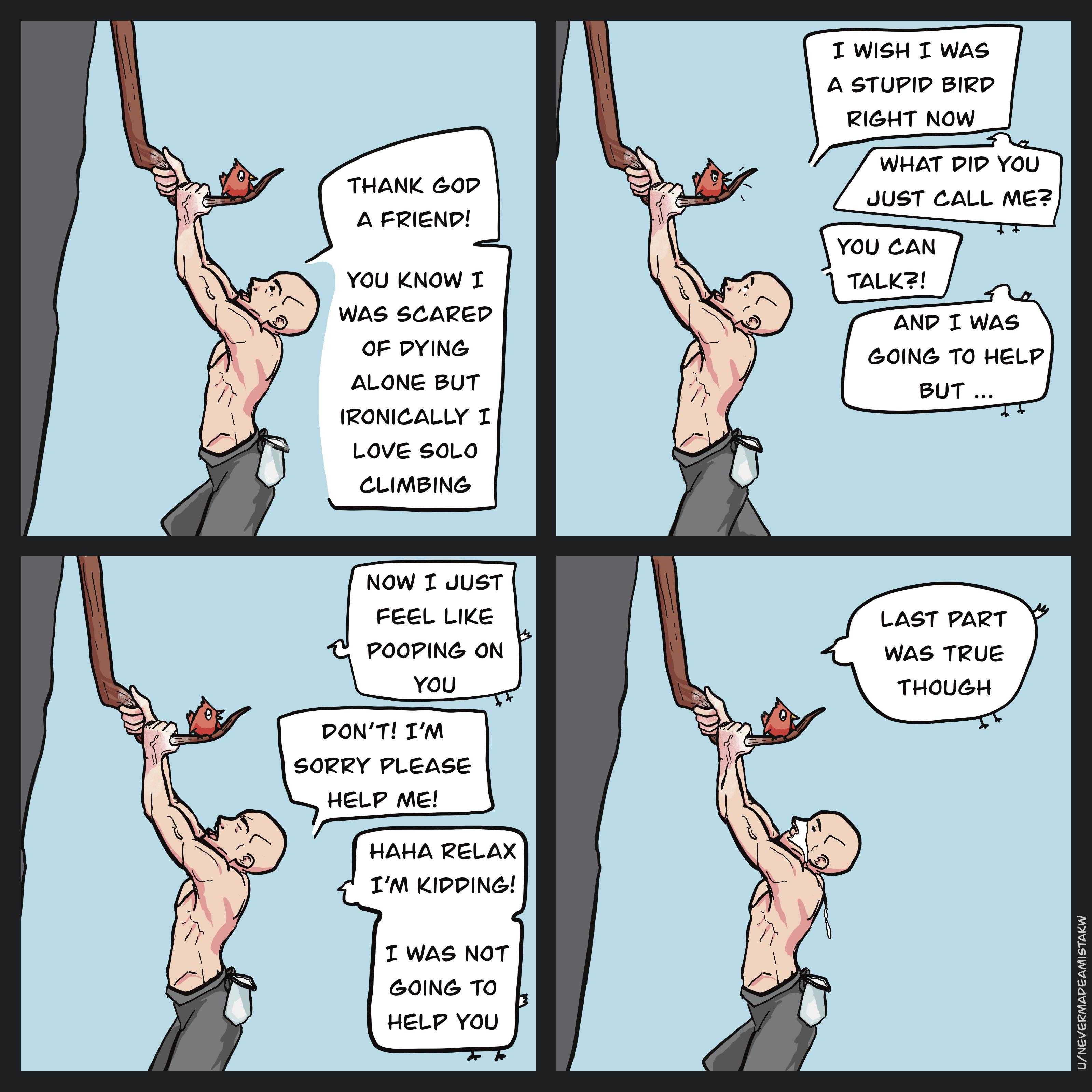 Stupid bird | Scrolller