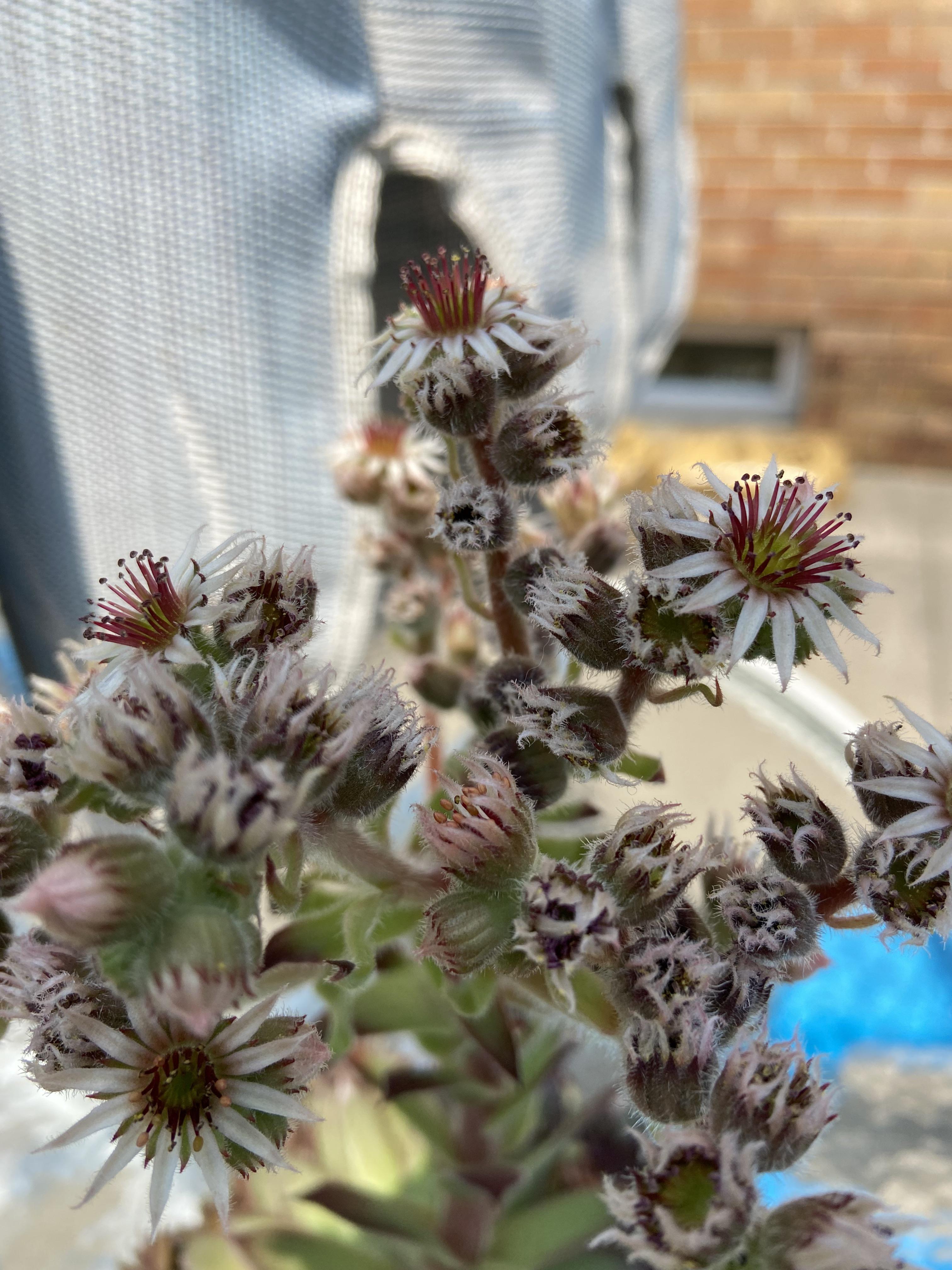 Succulent bloom | Scrolller