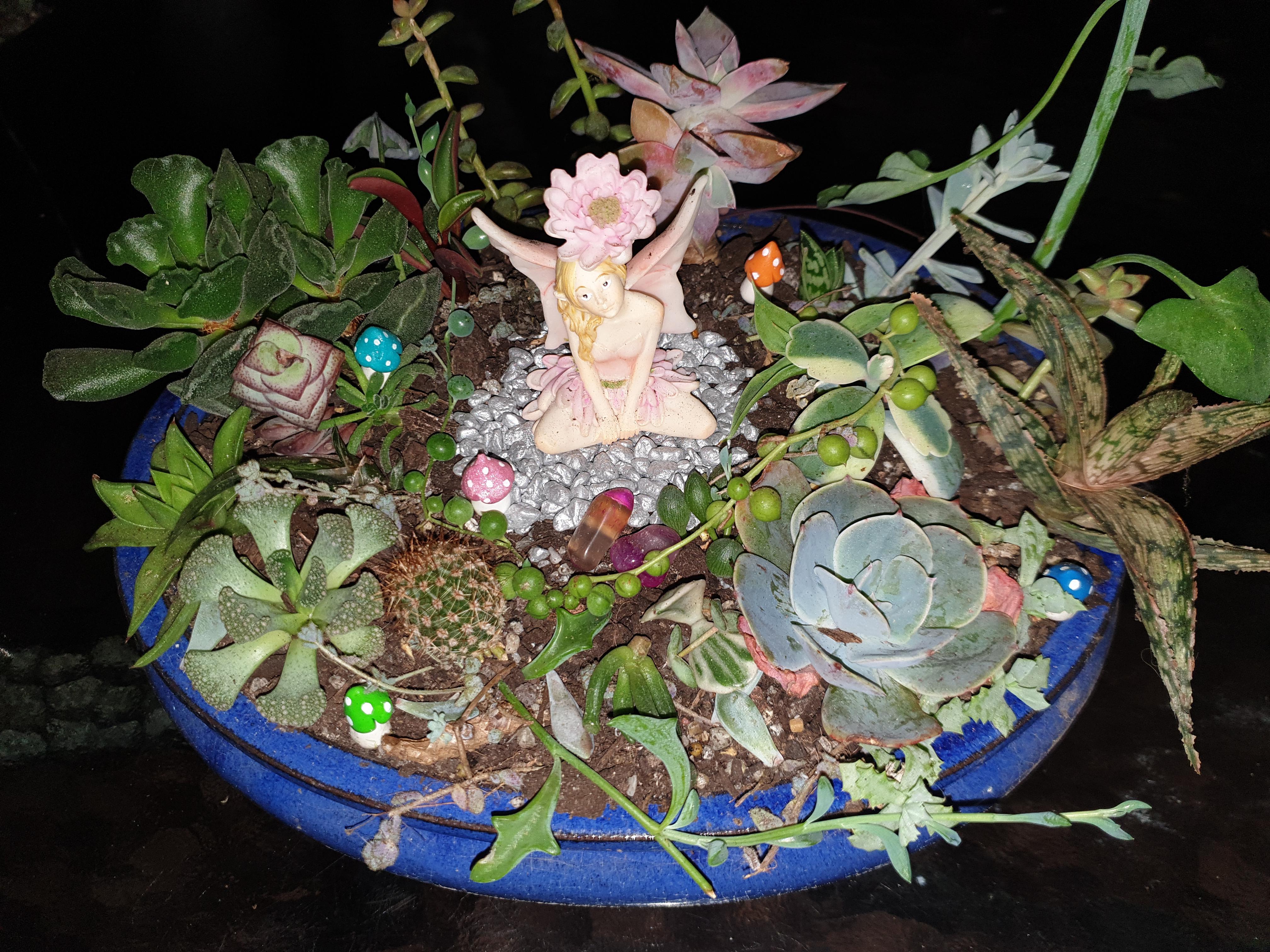 Succulent fairy | Scrolller