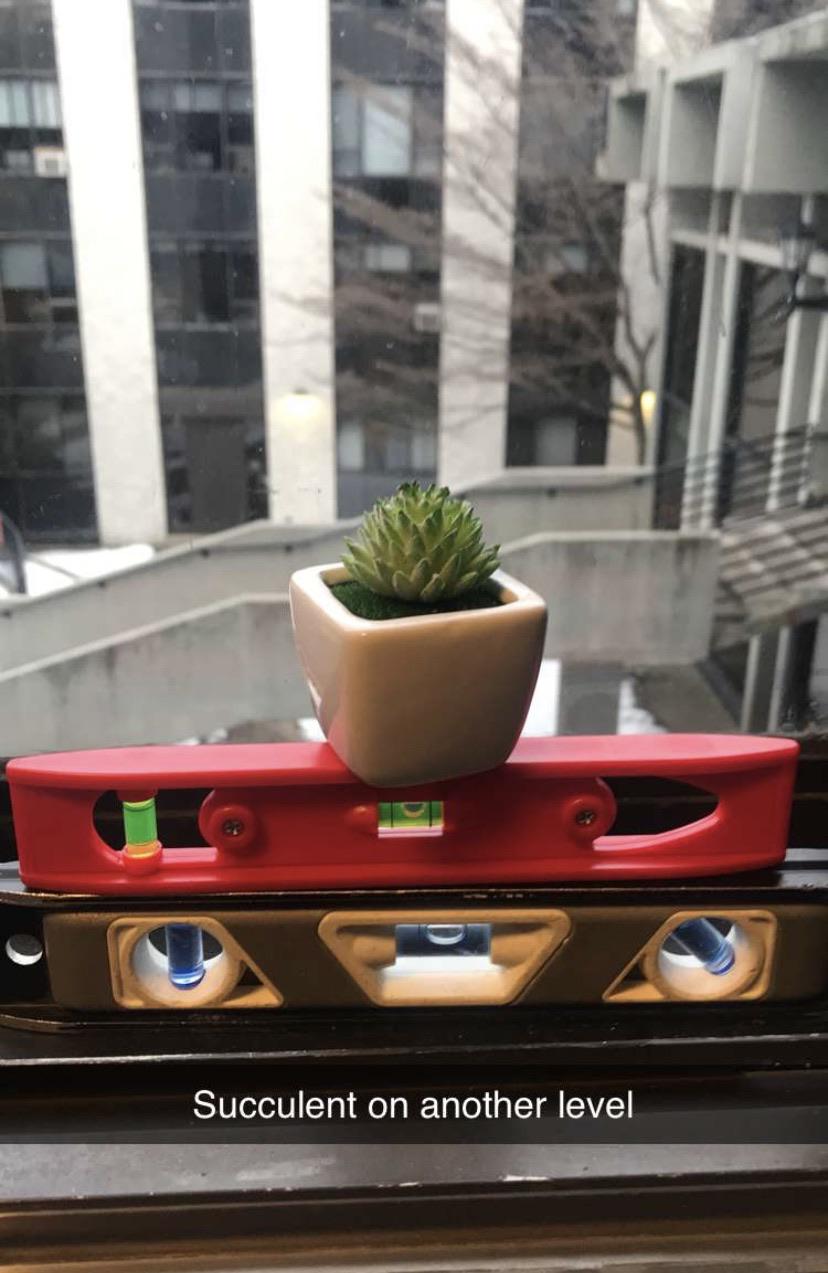 Succulent on another level | Scrolller