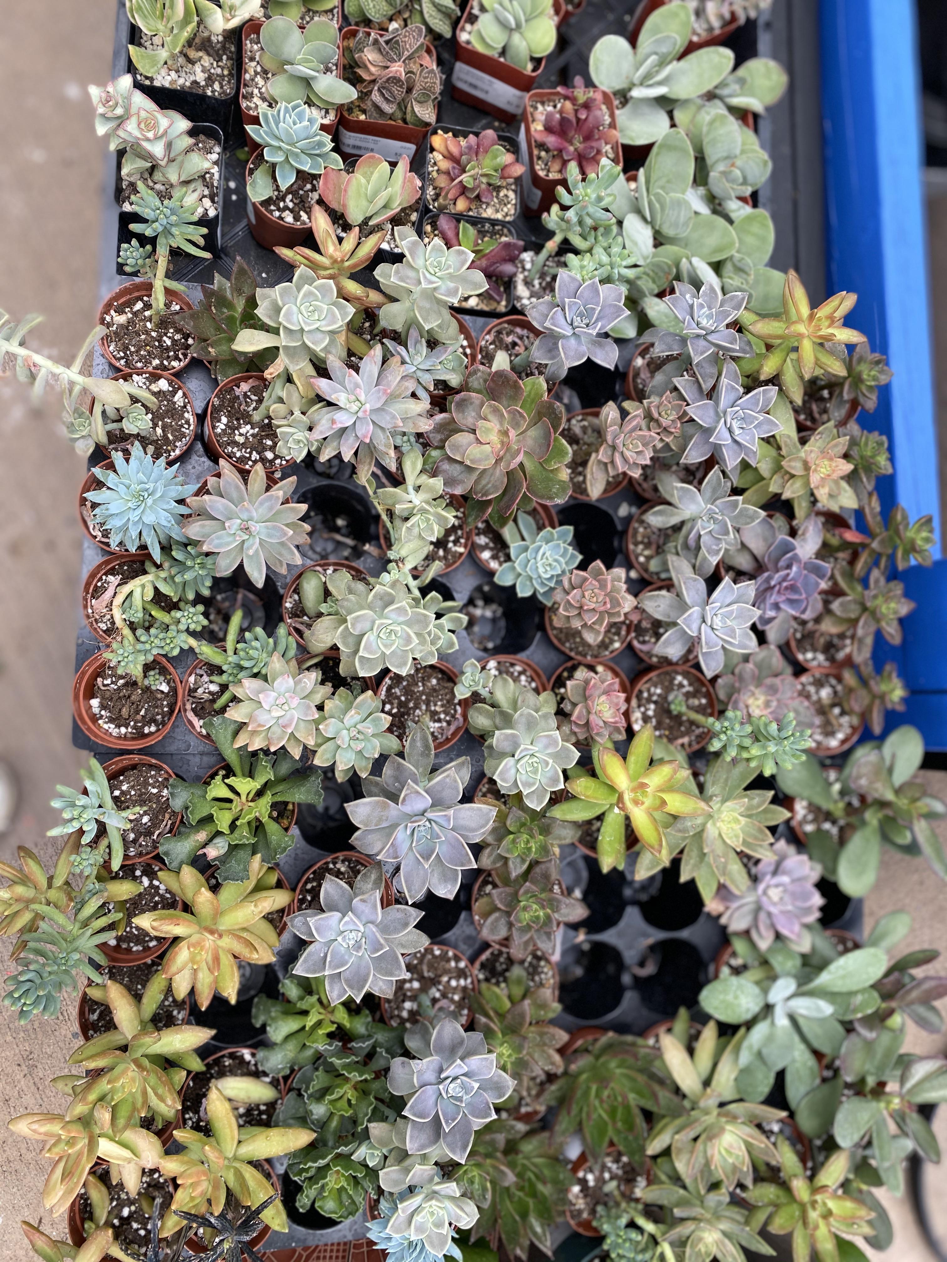 Succulents | Scrolller
