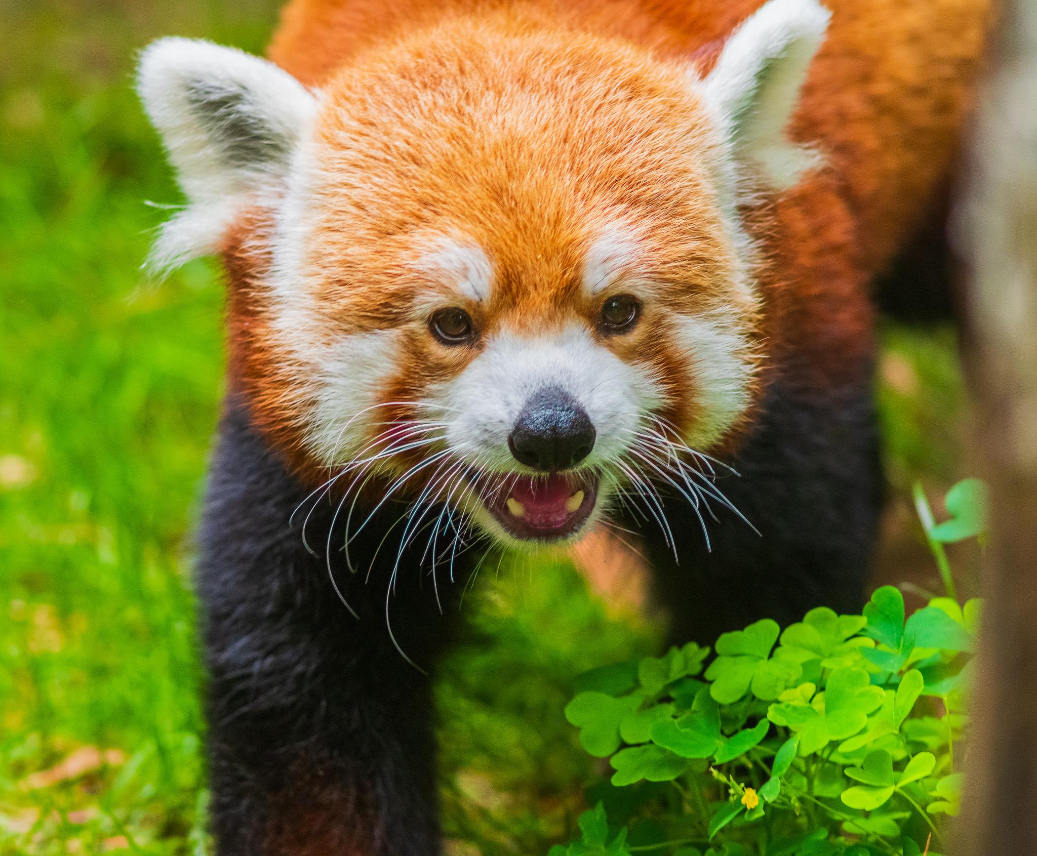 Such a happy red panda! [OC] | Scrolller