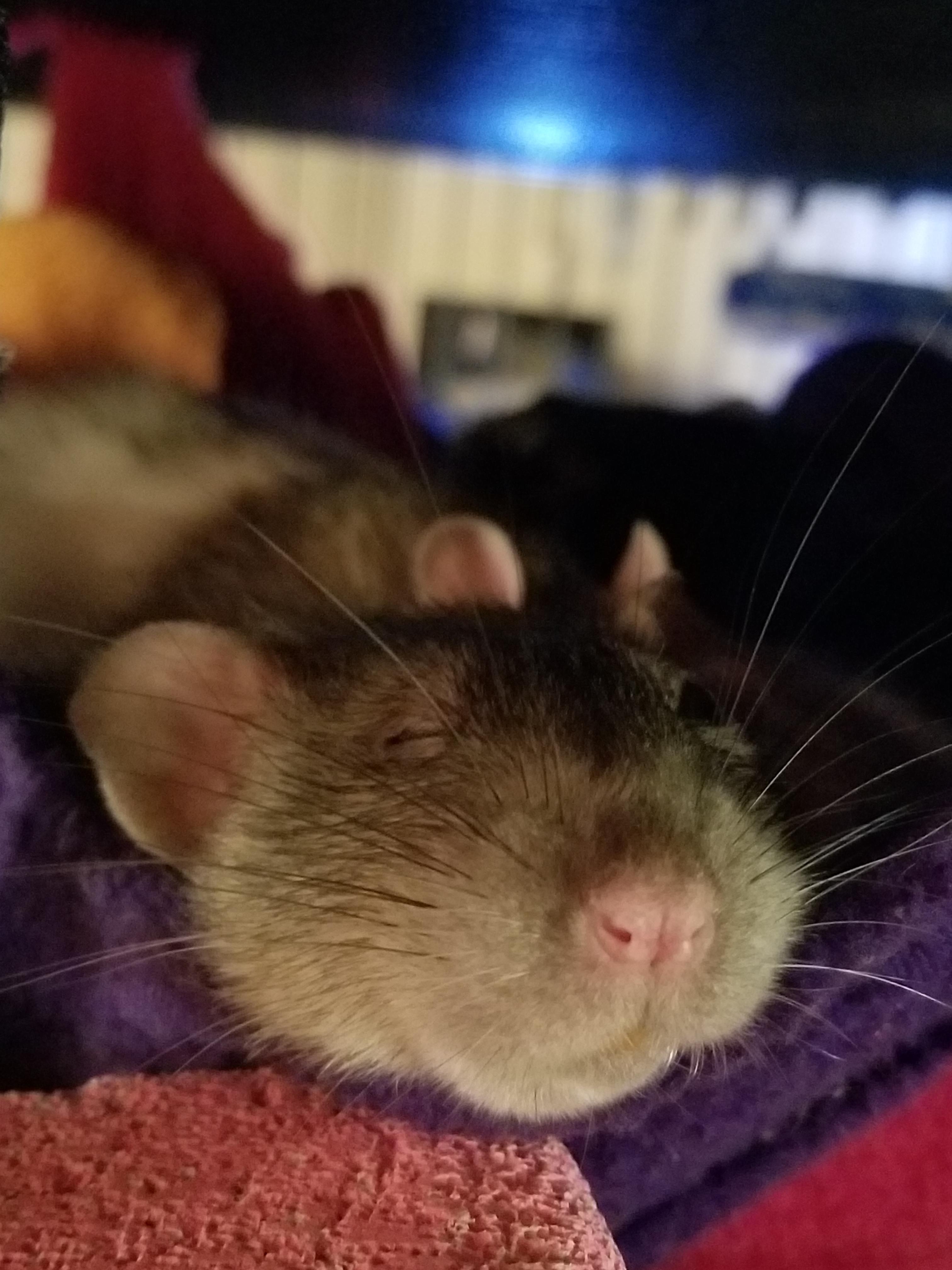 Such a precious sleeper 💕 | Scrolller