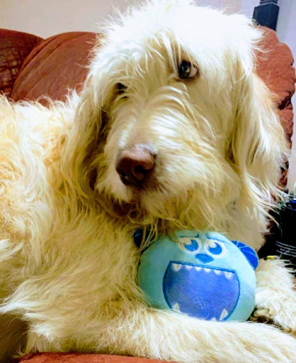 Sully with his Sully toy | Scrolller